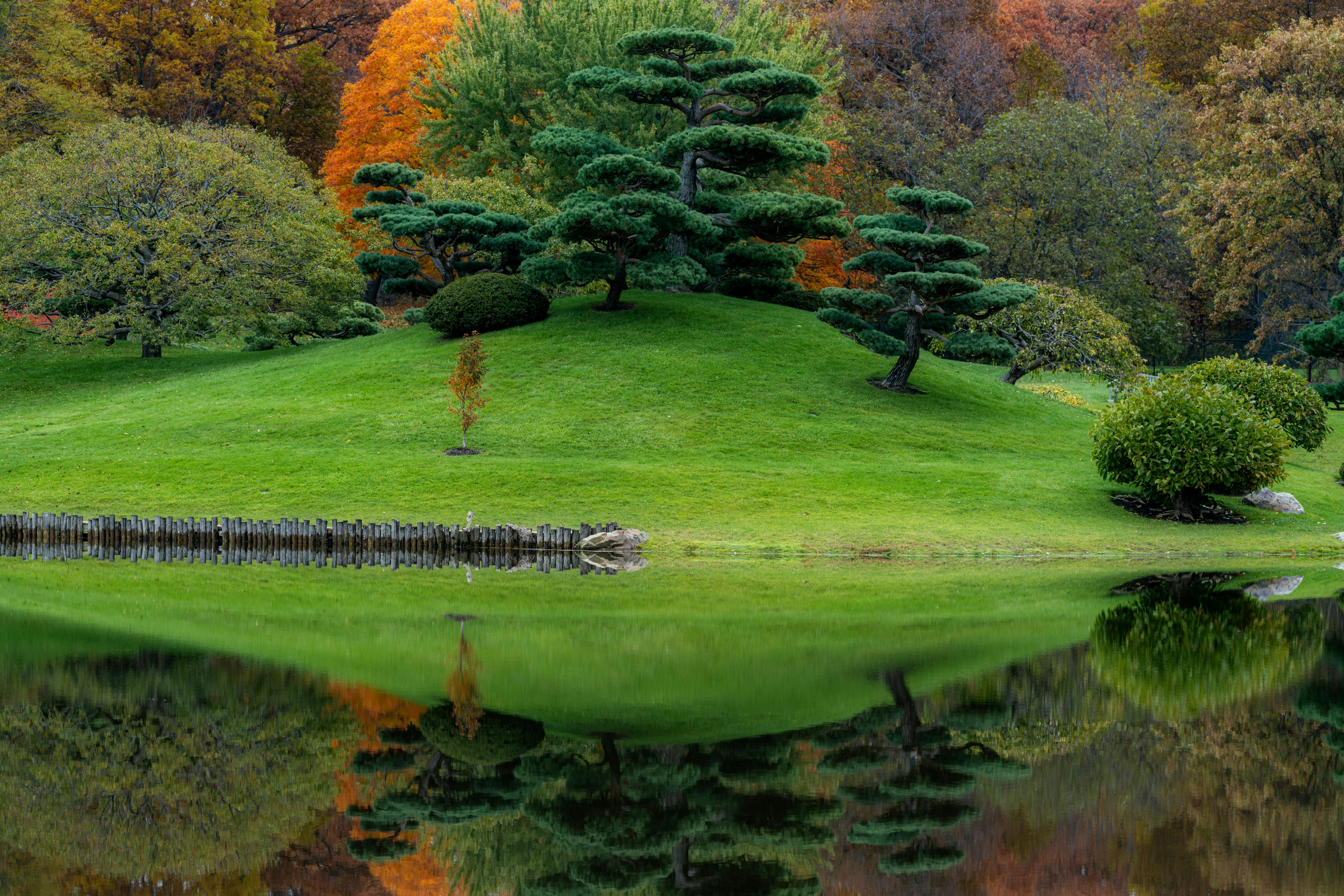Scenic lush mixed green near calm lake · Free Stock Photo