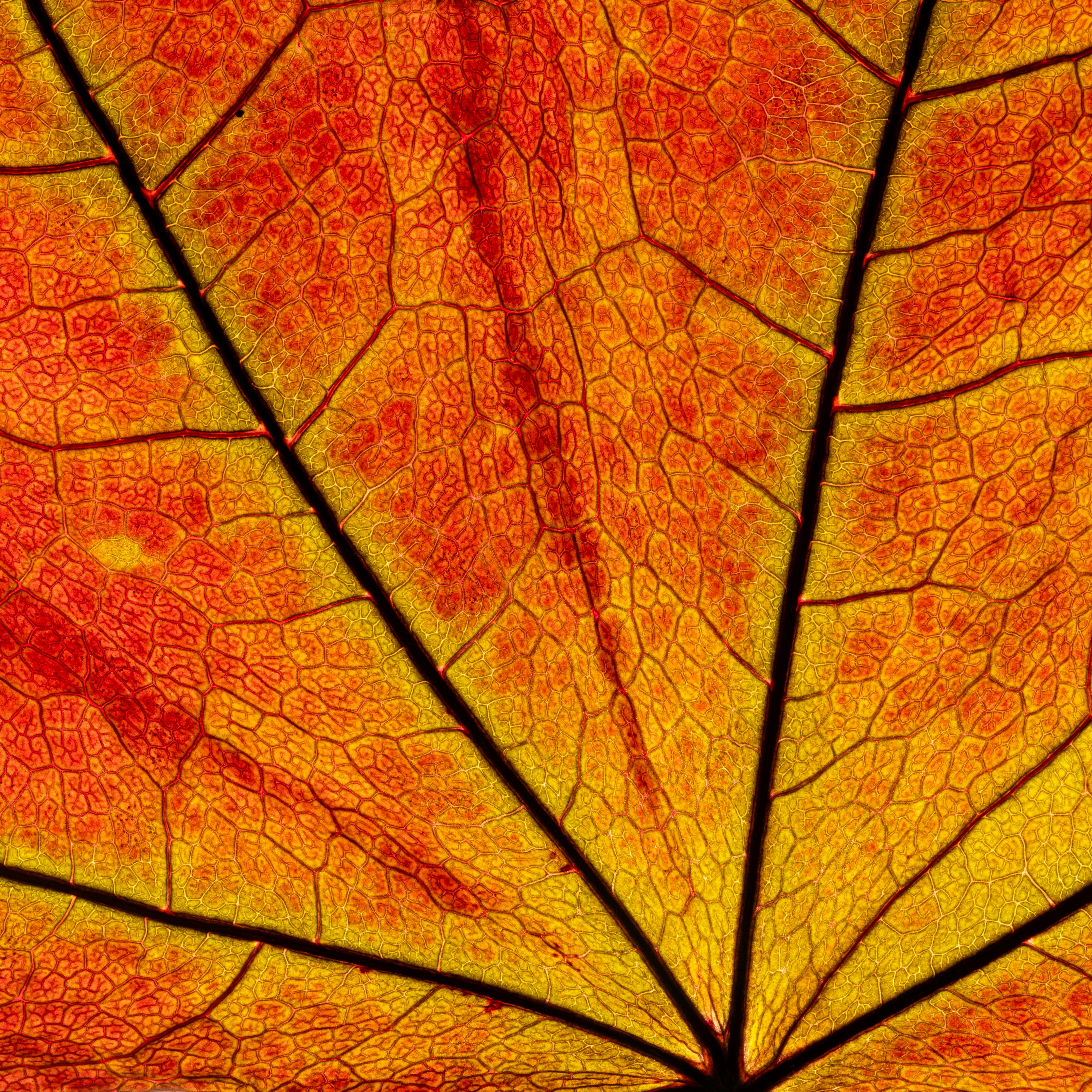 Macro of colorful red leaf texture · Free Stock Photo