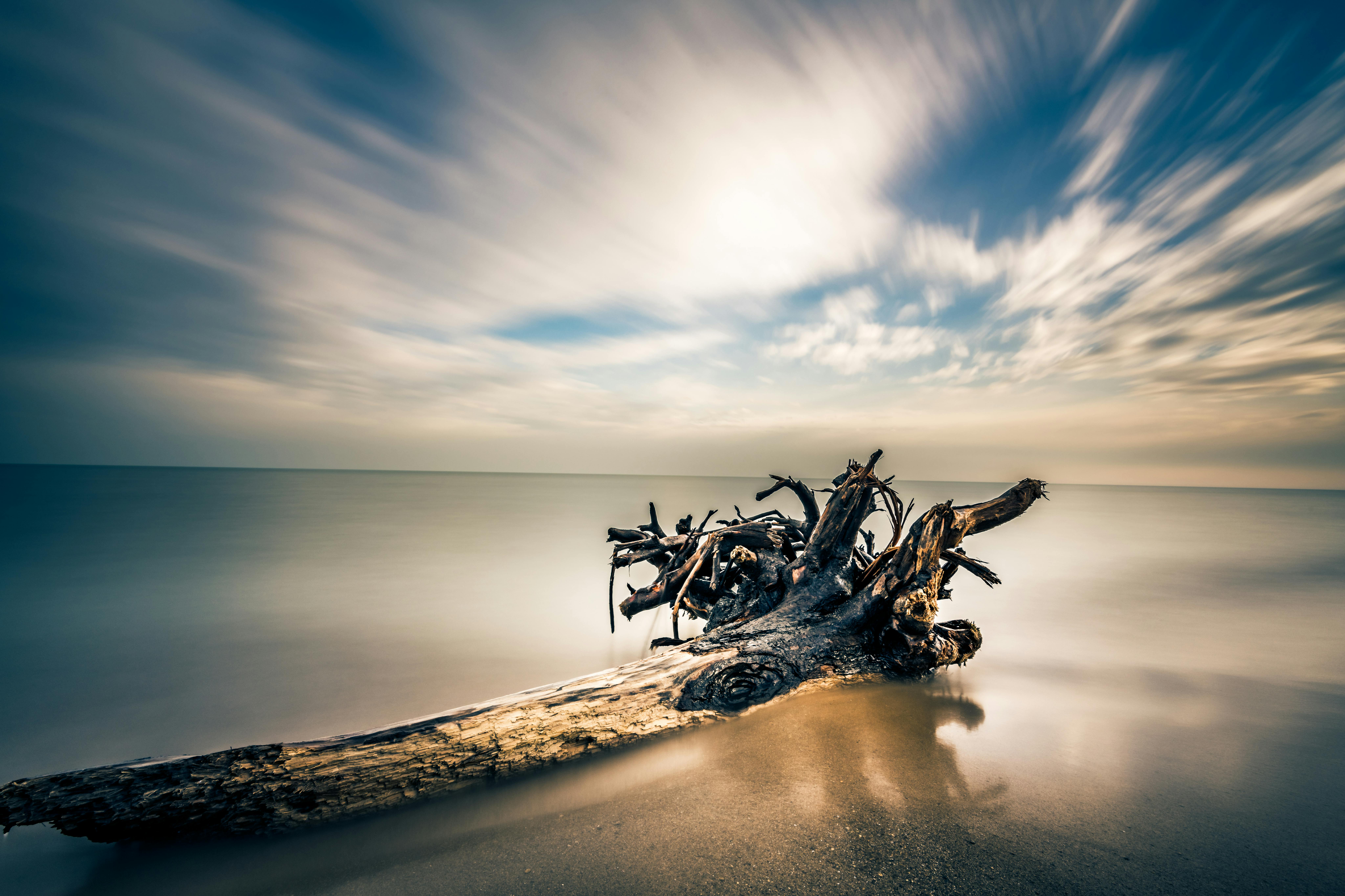 Rotten trunk lying in sea shallow · Free Stock Photo