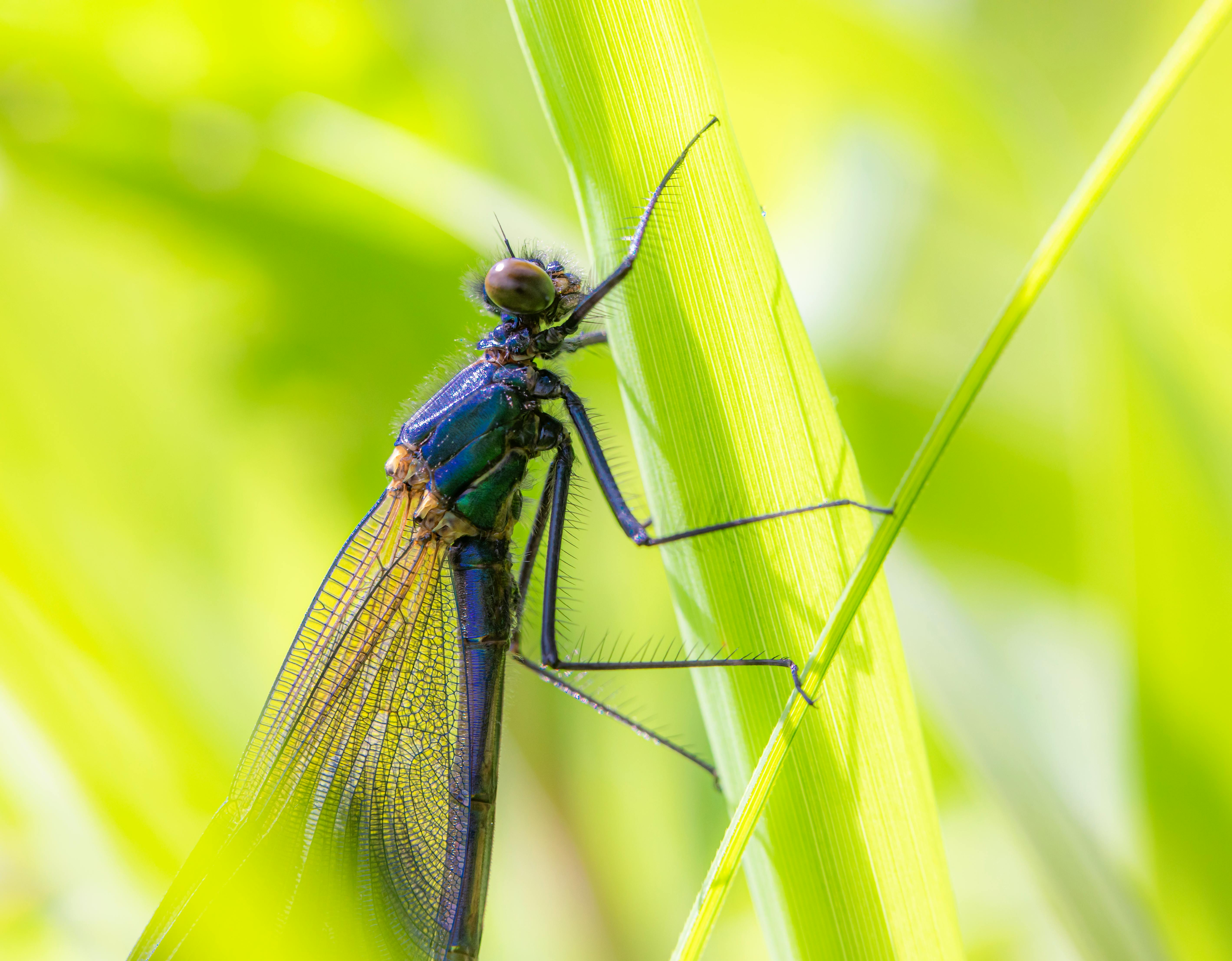 A Dragonfly Perche on a Leaf · Free Stock Photo