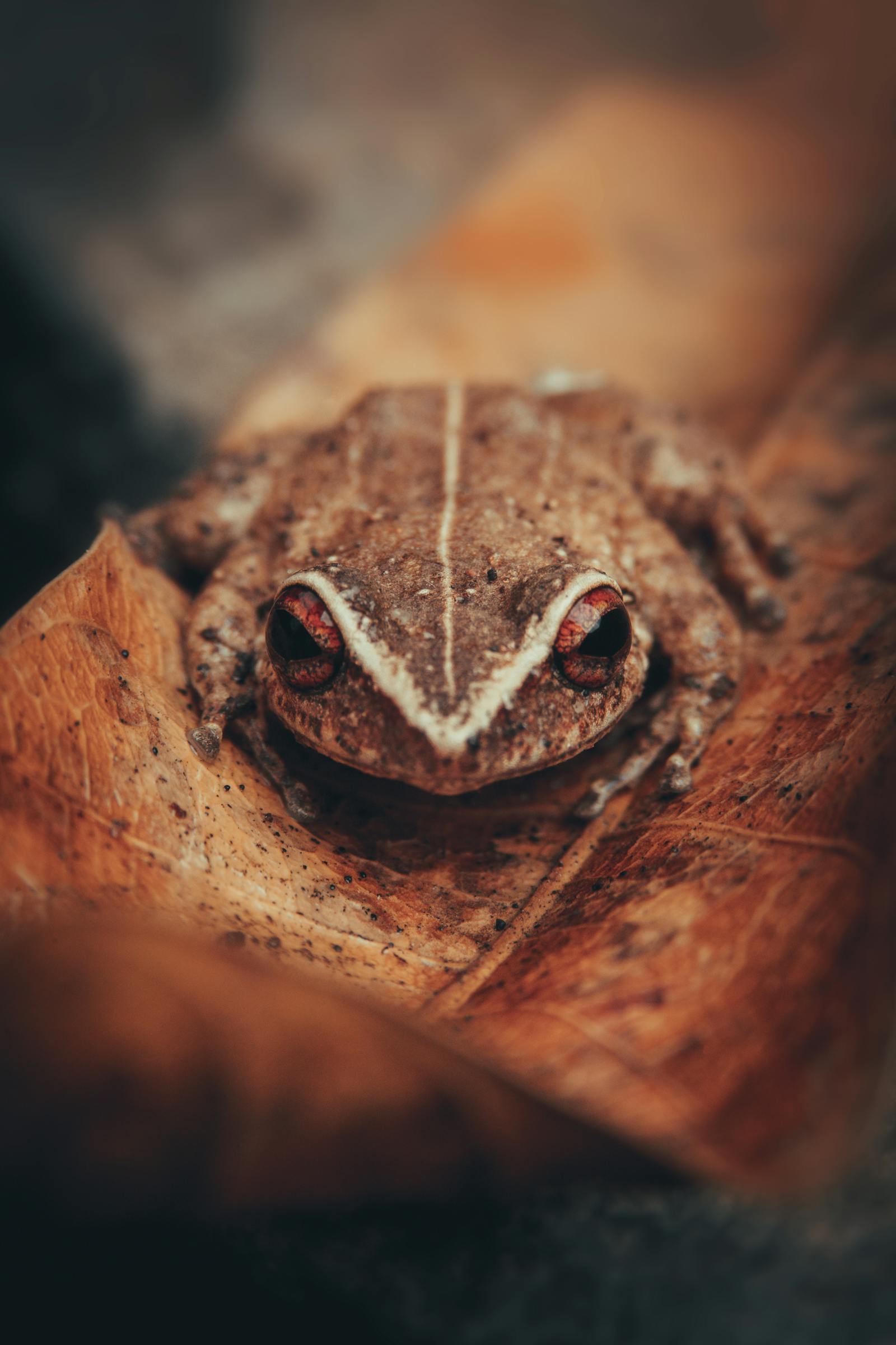 Coqui Photos, Download The BEST Free Coqui Stock Photos & HD Images