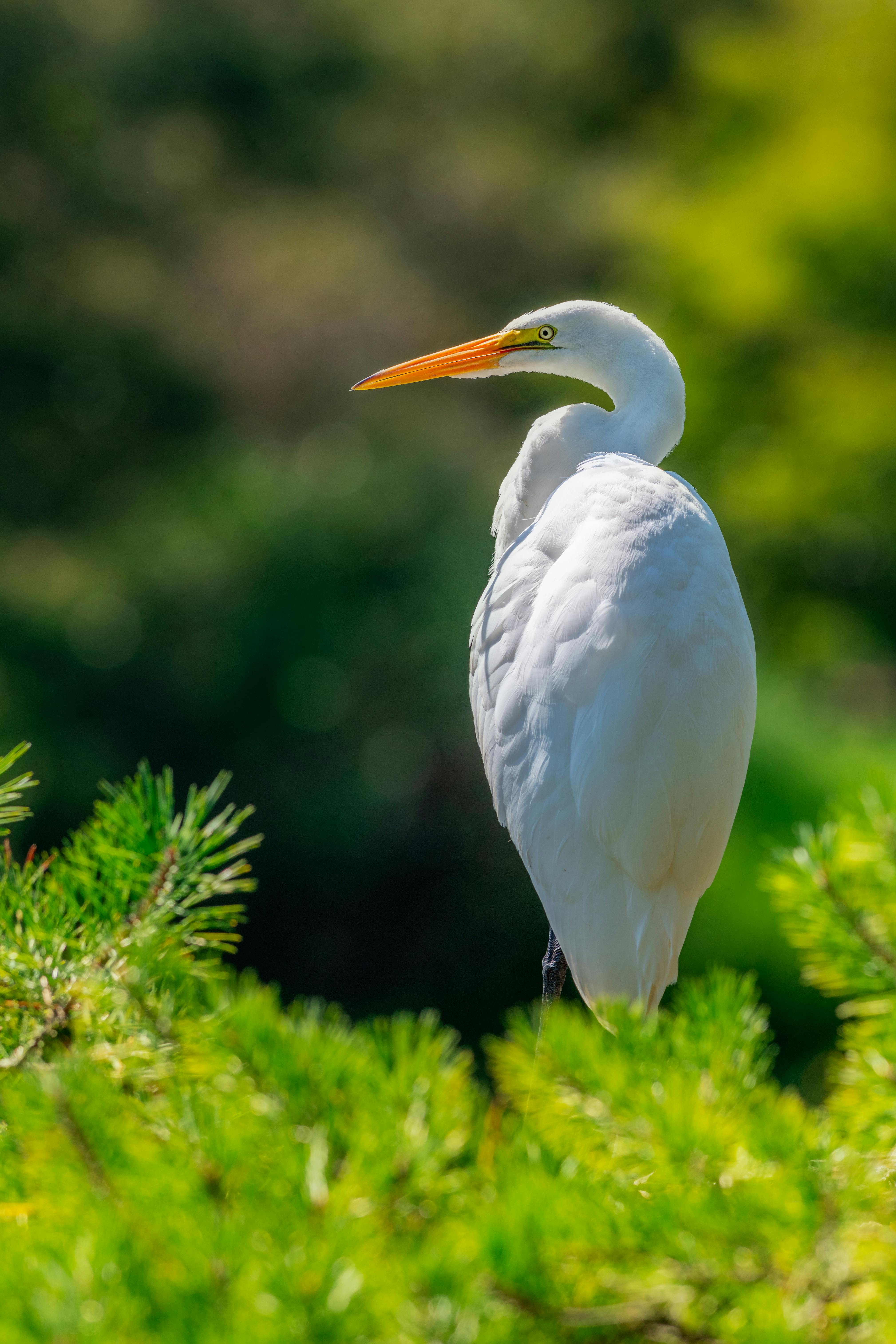 Ardea alba bird standing on stone on lake shore · Free Stock Photo