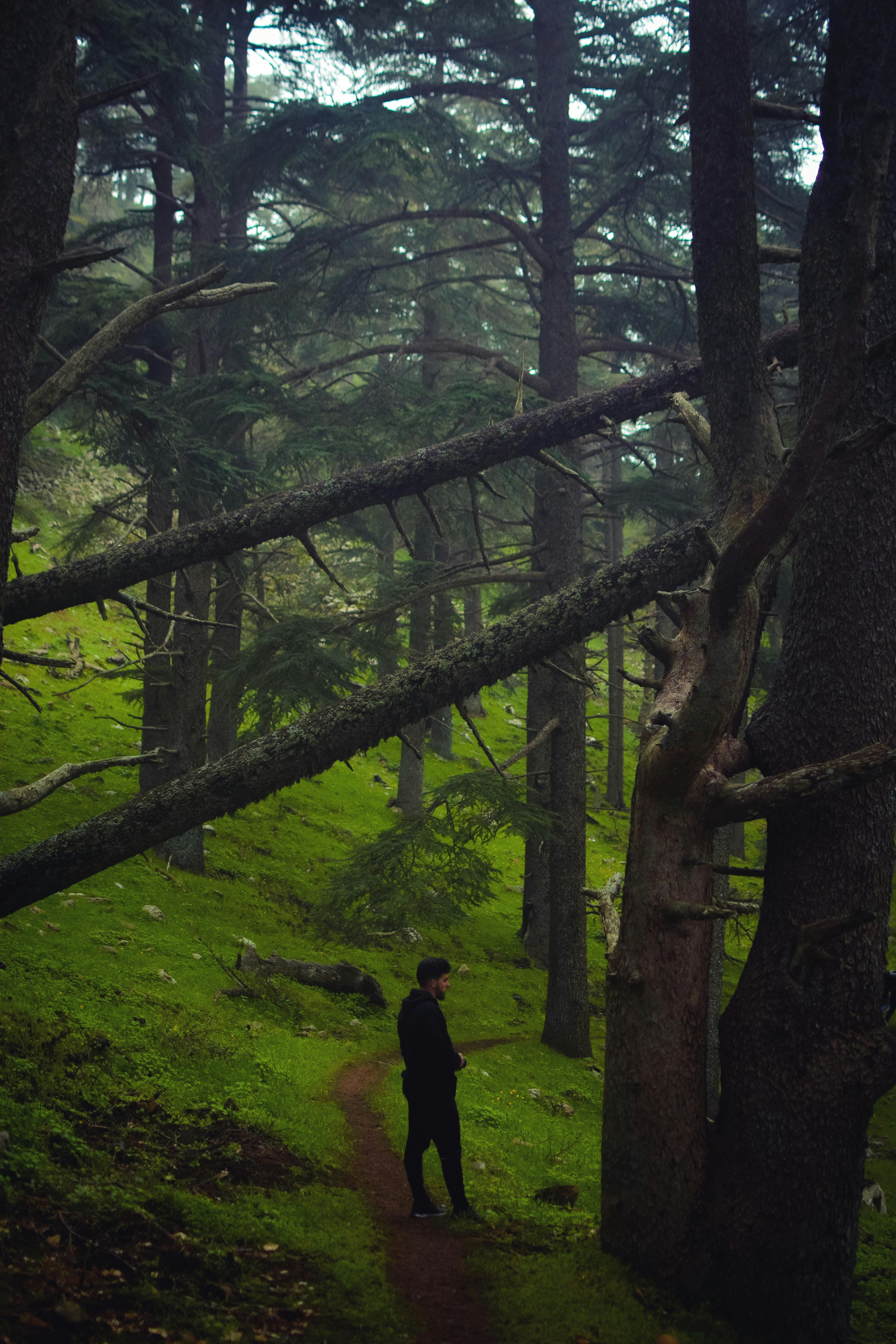 A Man Standing Near the Trees in the Forest · Free Stock Photo