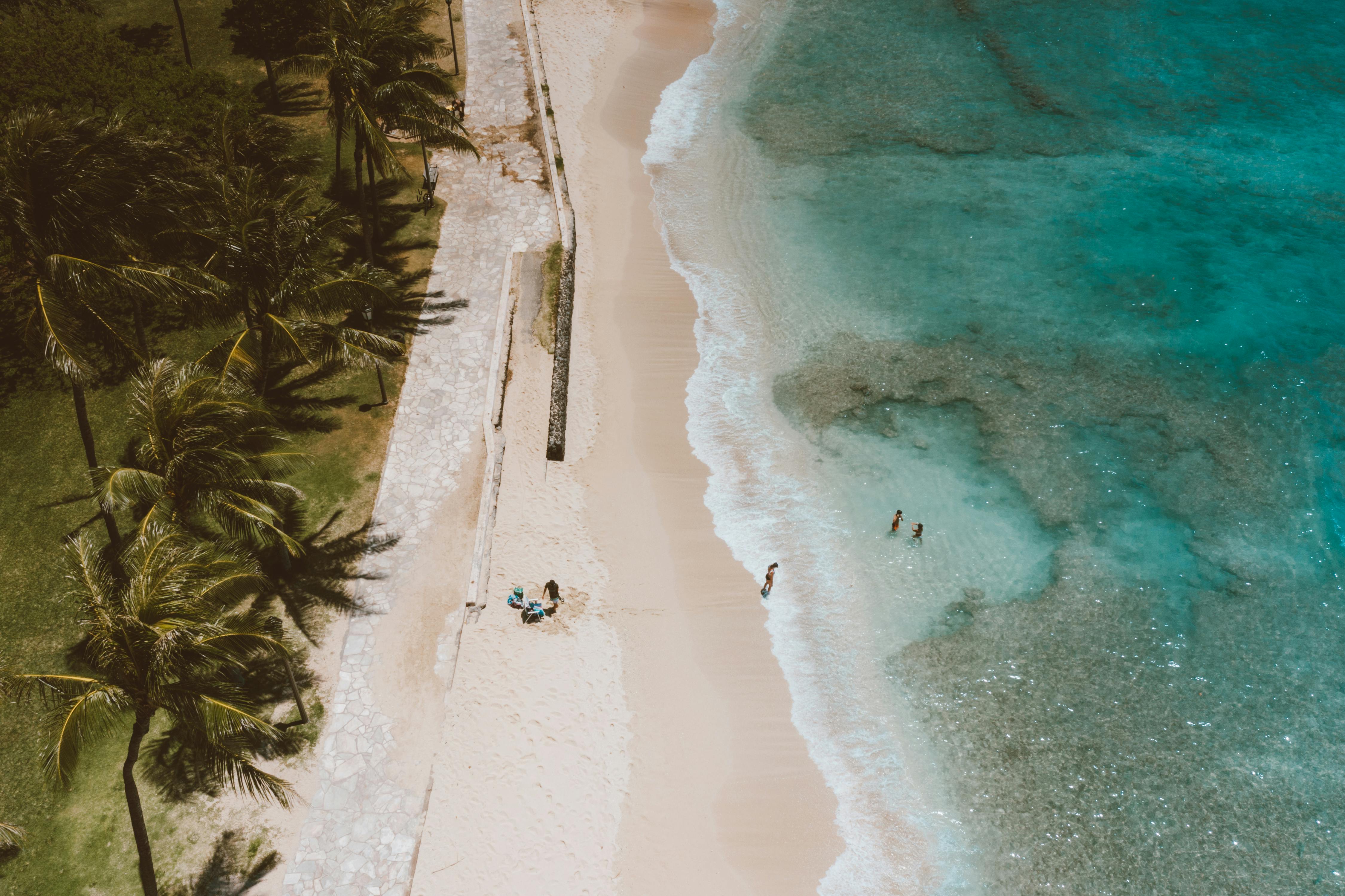 Green Trees Near Beach Water · Free Stock Photo