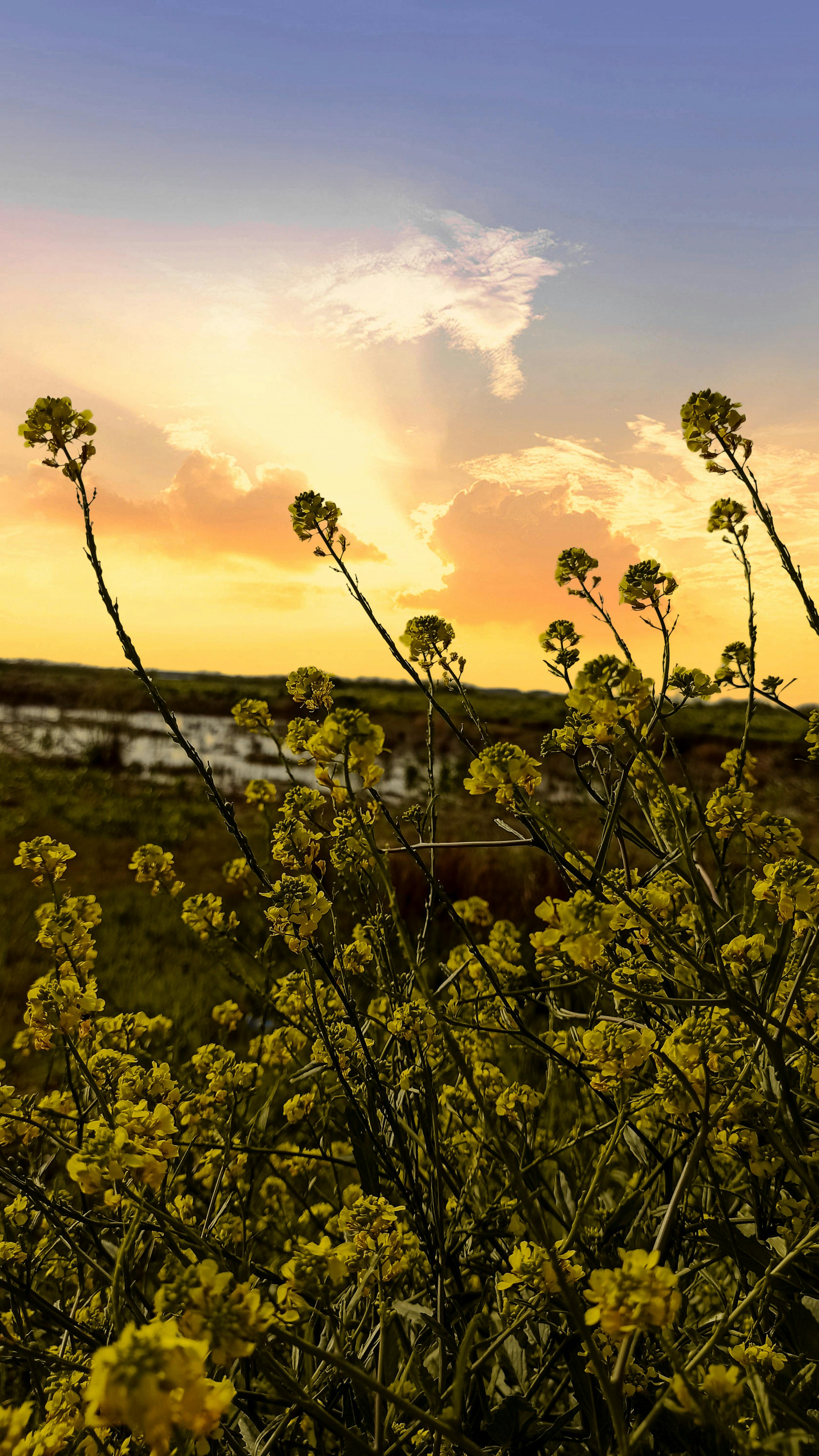 Free stock photo from The · Pexels