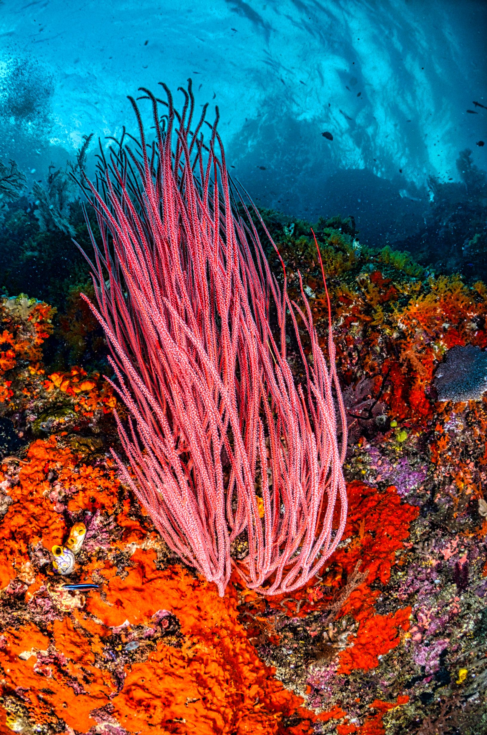 Underwater Arch Photos, Download The BEST Free Underwater Arch Stock ...
