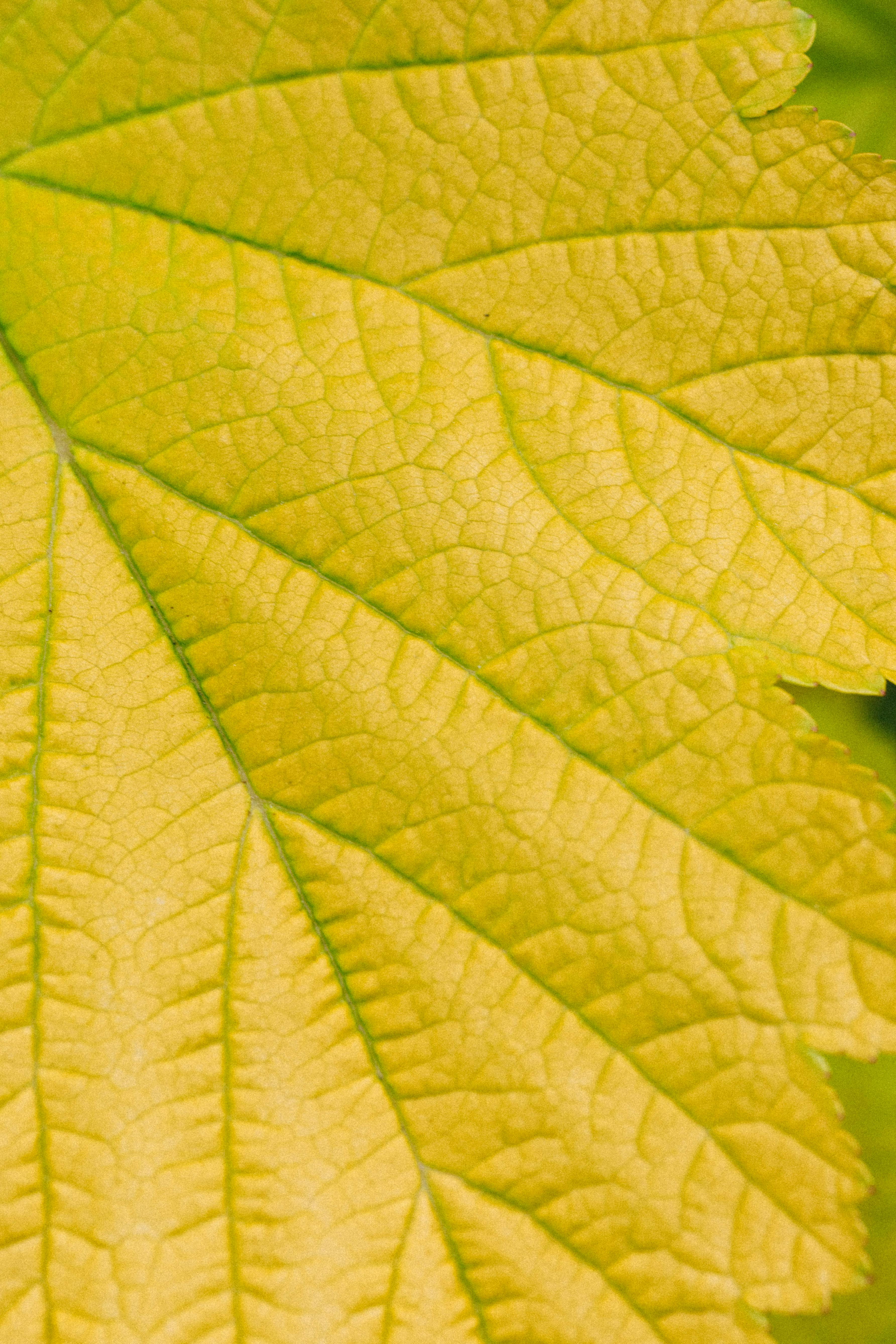 Close Up Photography of a Leaf · Free Stock Photo