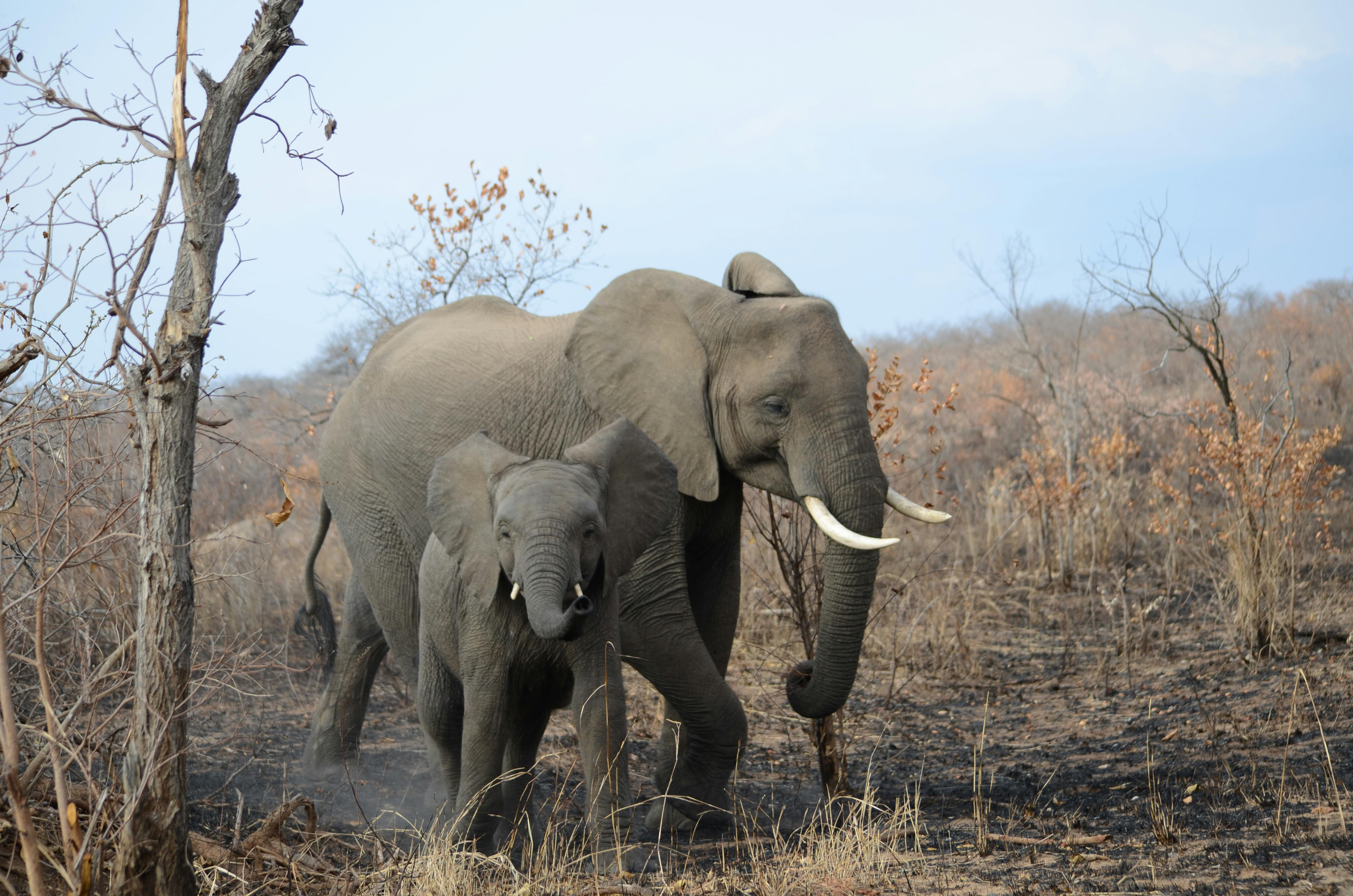 Gray Elephant · Free Stock Photo