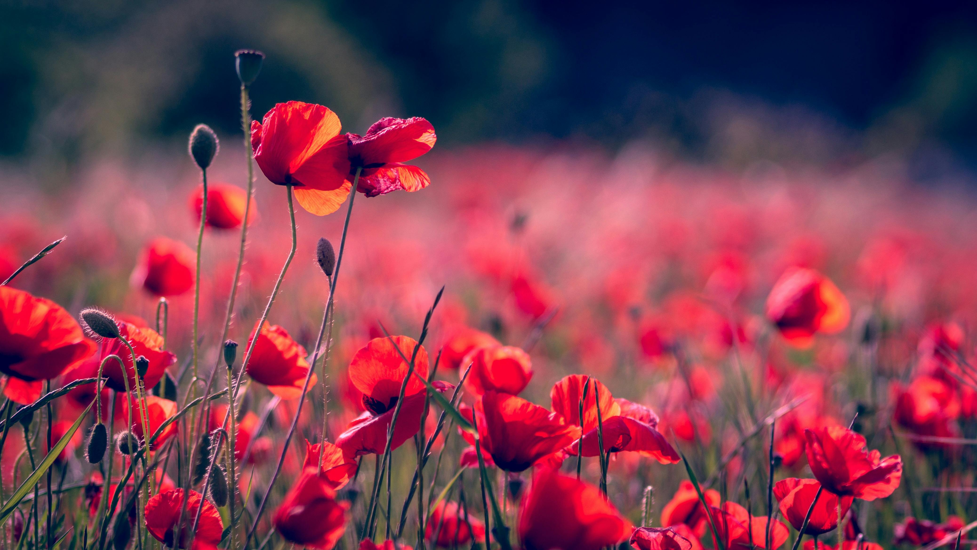 Blooming Red Flowers in a Field · Free Stock Photo