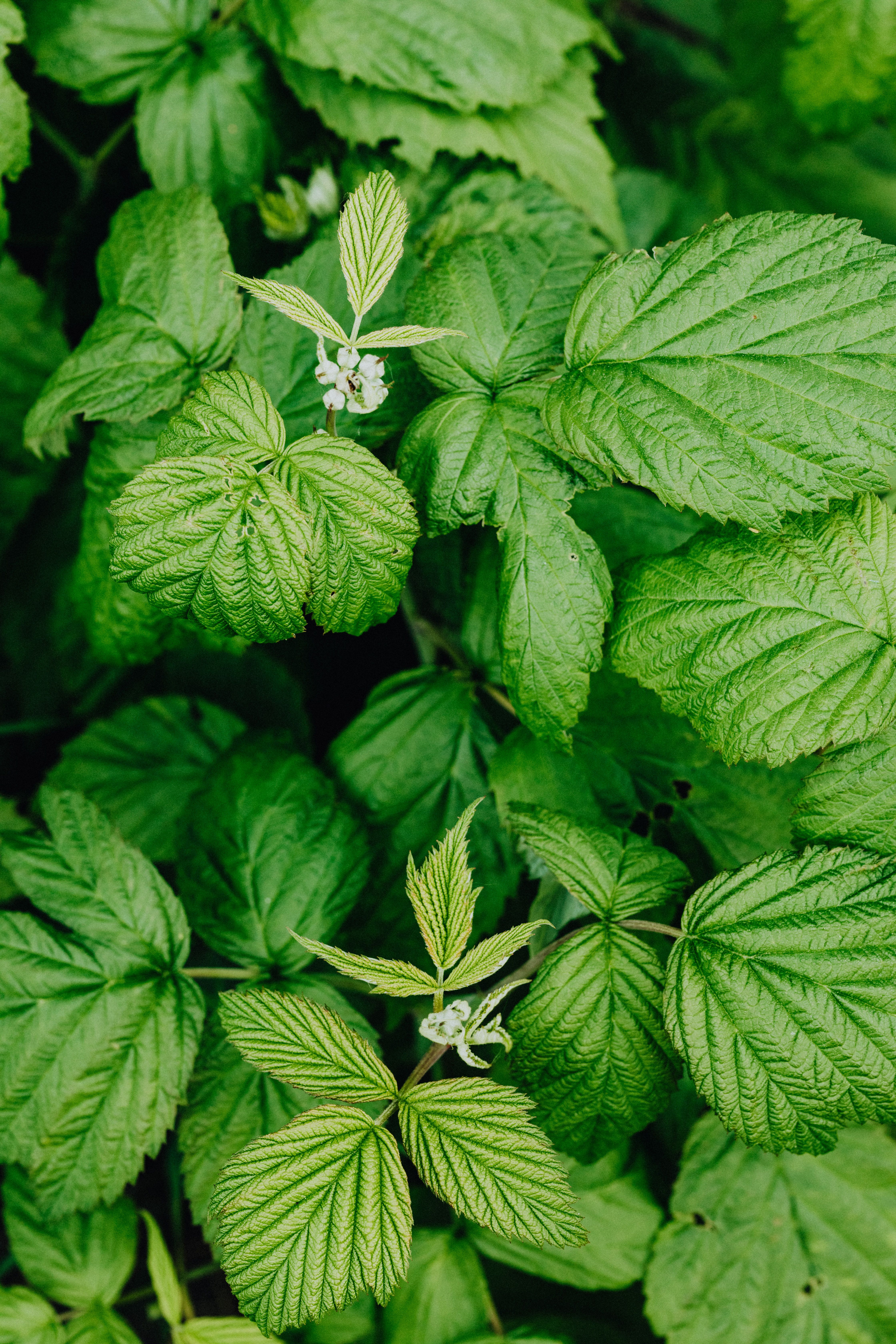 Raspberry Leaf Plant Photos, Download The BEST Free Raspberry Leaf ...