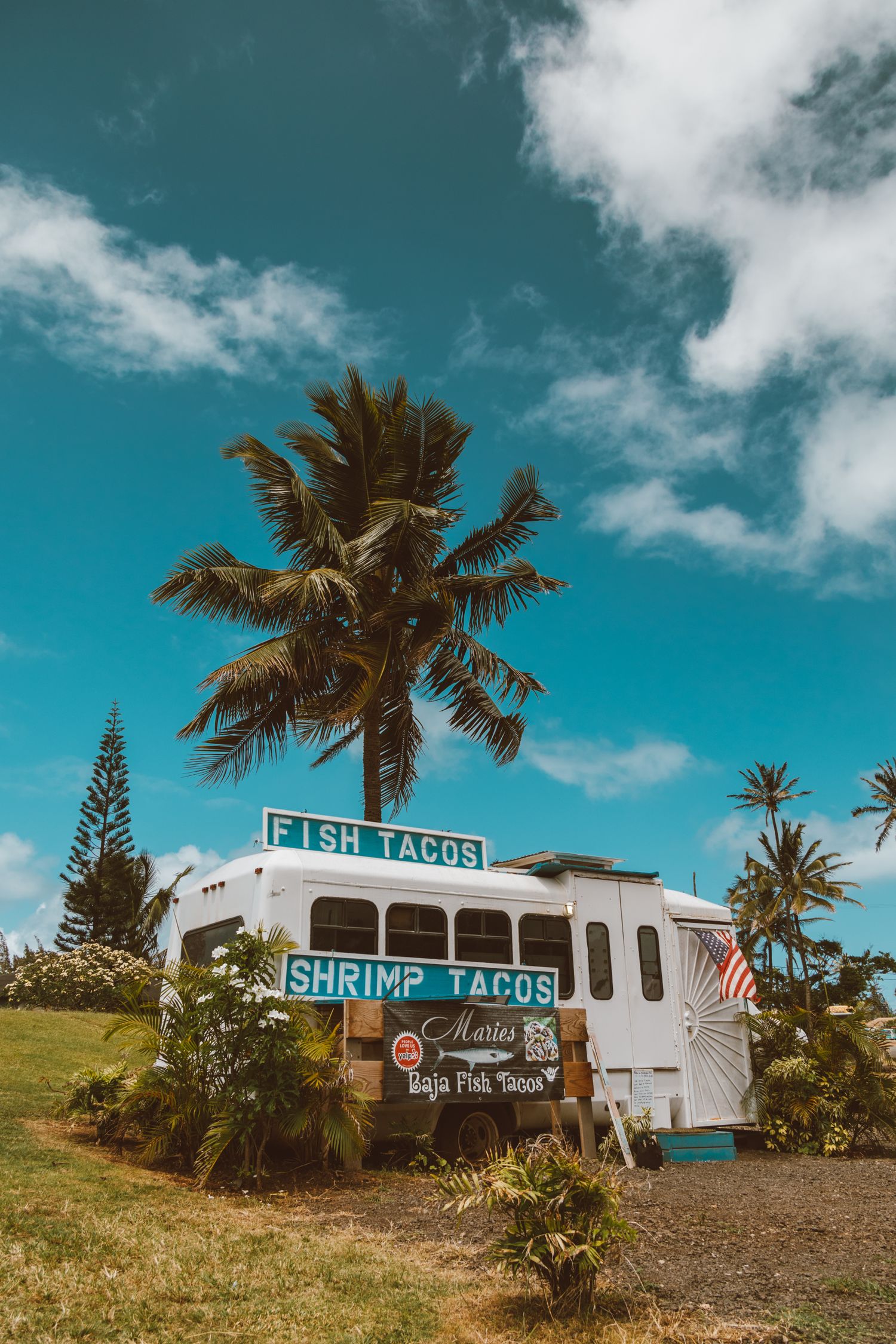 White And Blue Bus Near Green Palm Tree Under Blue Sky Free Stock Photo white-and-blue-bus-near-green-palm-tree-under-blue-sky-free-stock-photo