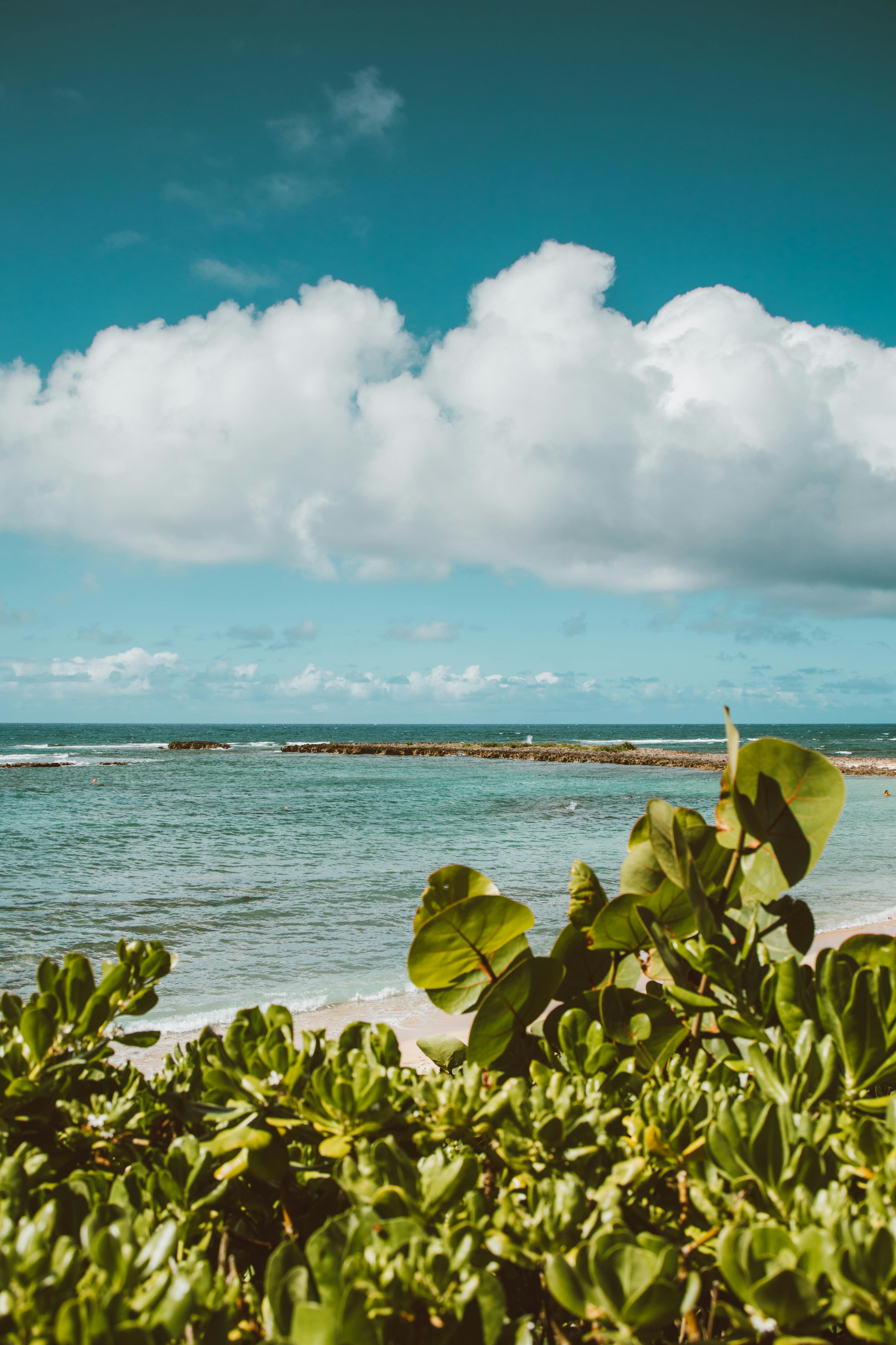 Green Leaves on Beach · Free Stock Photo