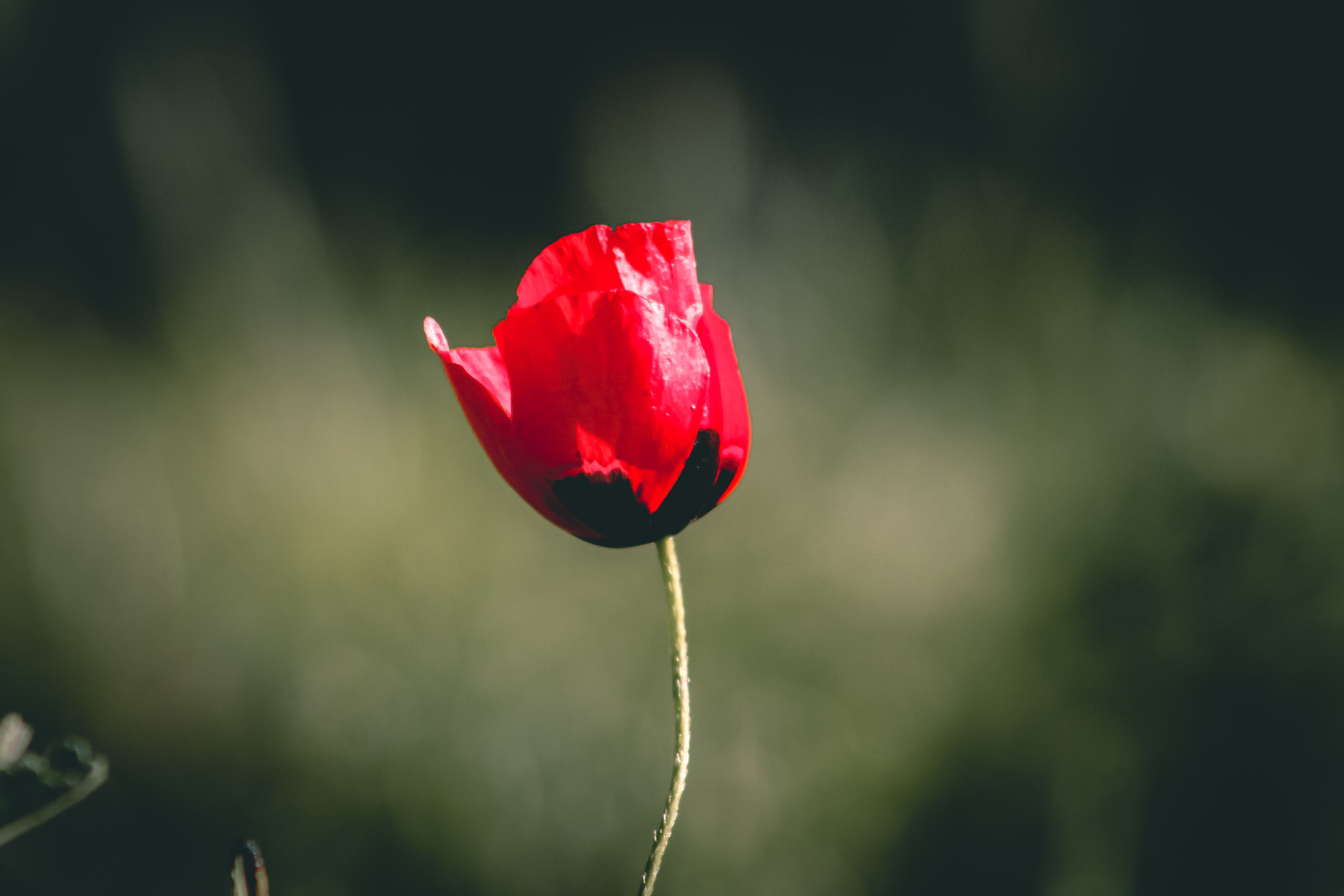 Red Flower in Bloom · Free Stock Photo