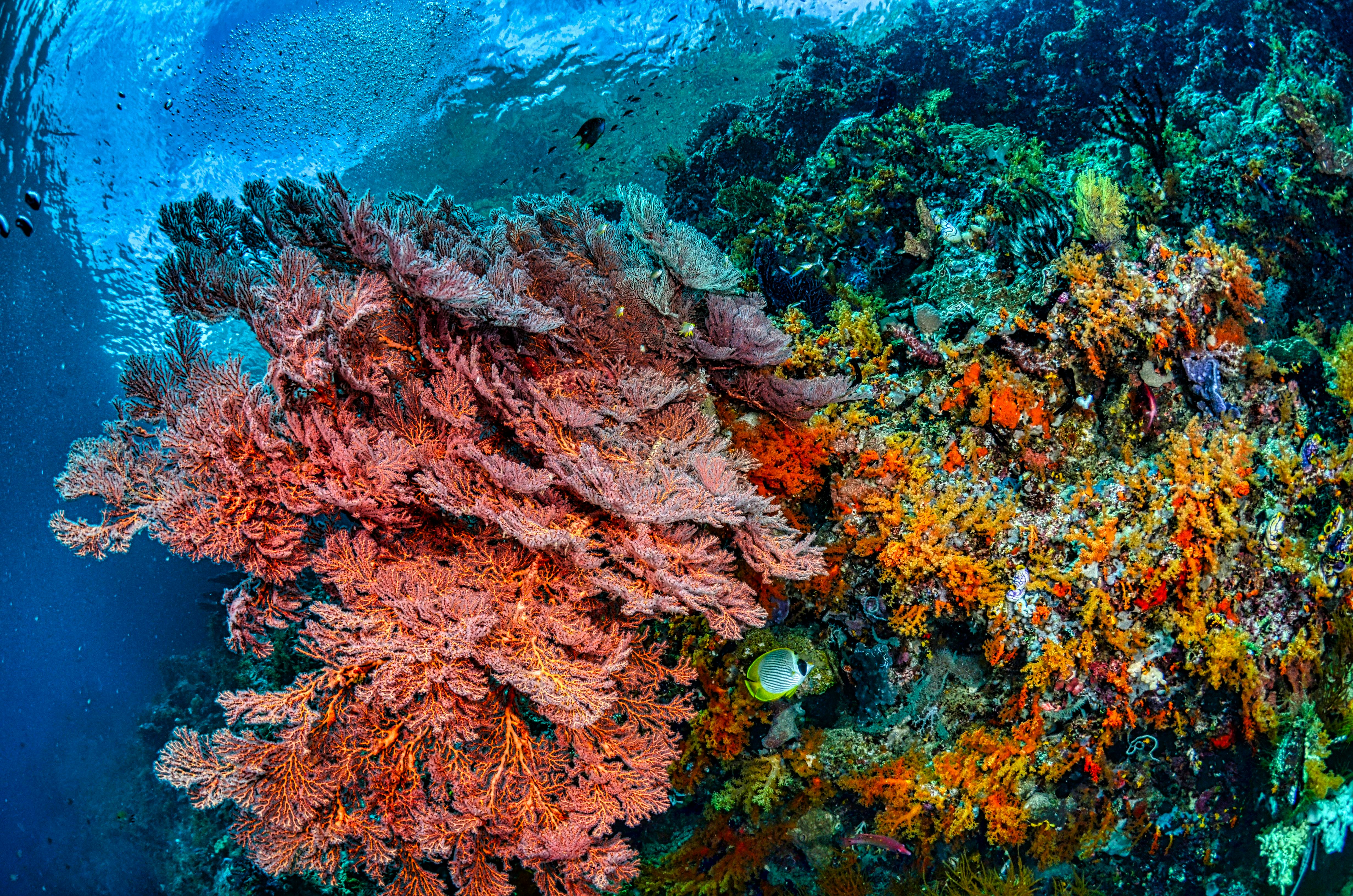 Brown and Green Coral Reef · Free Stock Photo