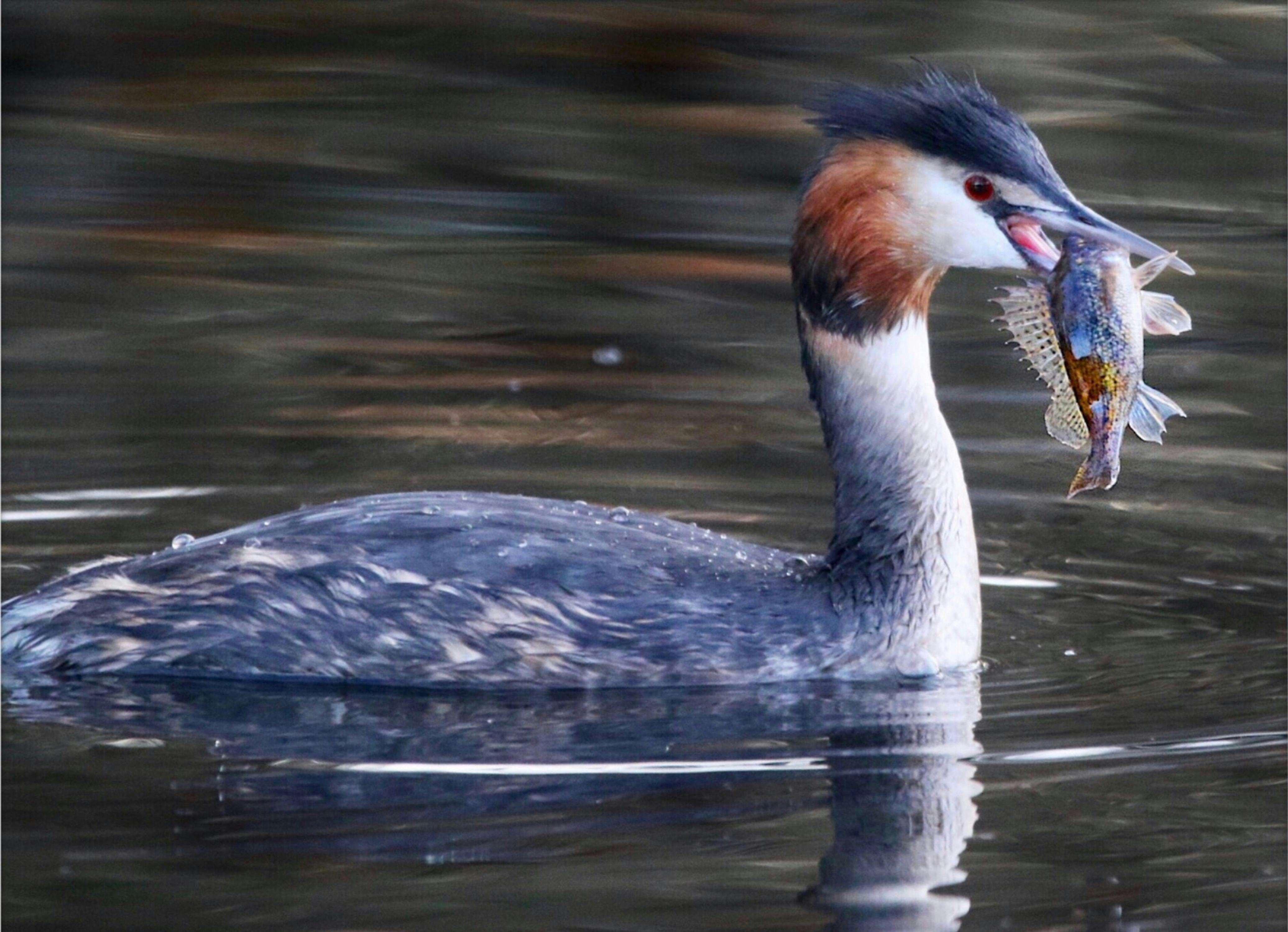Adorable Podiceps cristatus bird floating in lake with fish in beak ...