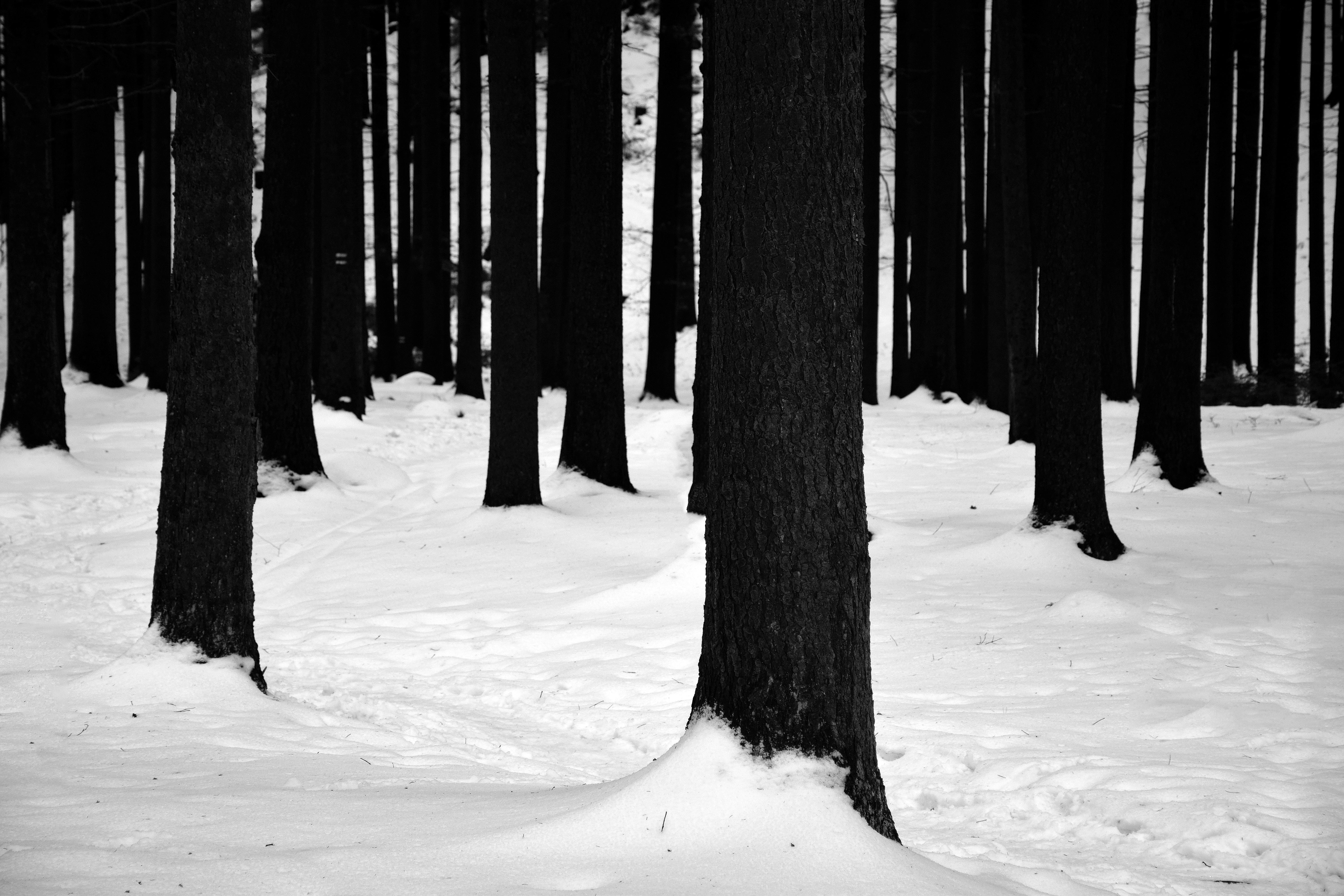 Tree Trunks in a Winter Forest · Free Stock Photo