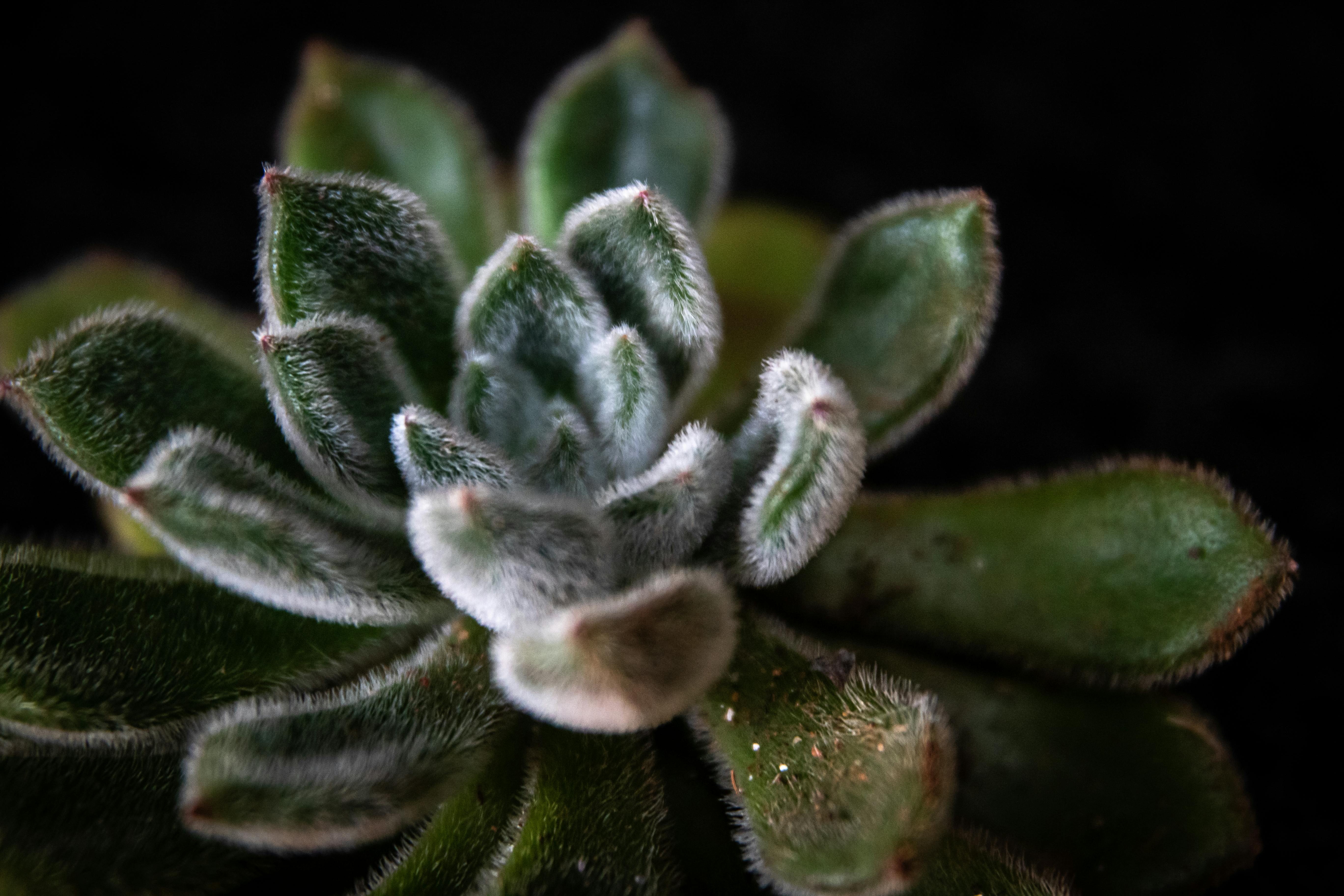 Succulent Plant · Free Stock Photo