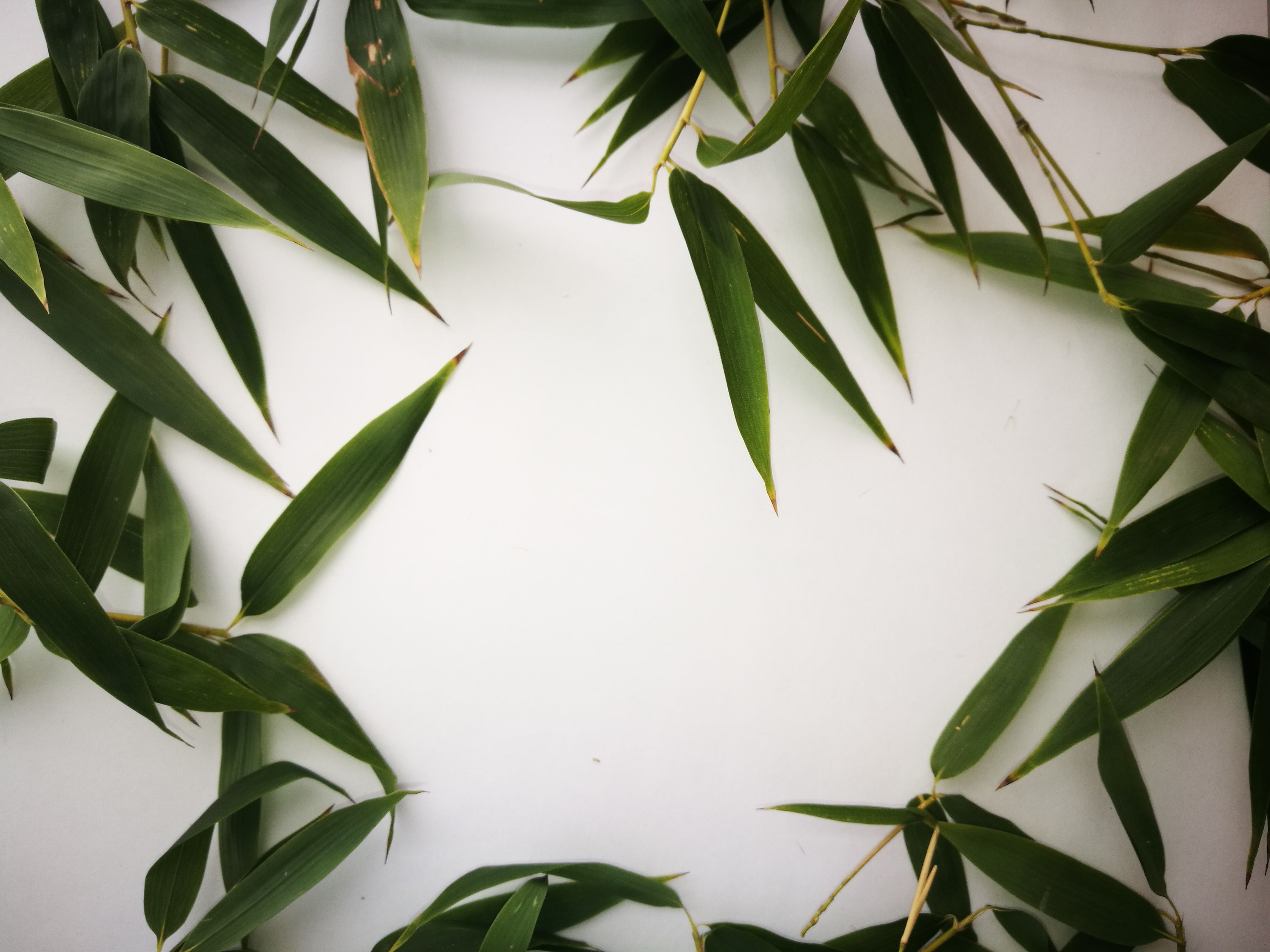 Bamboo Leaves in a Circle · Free Stock Photo