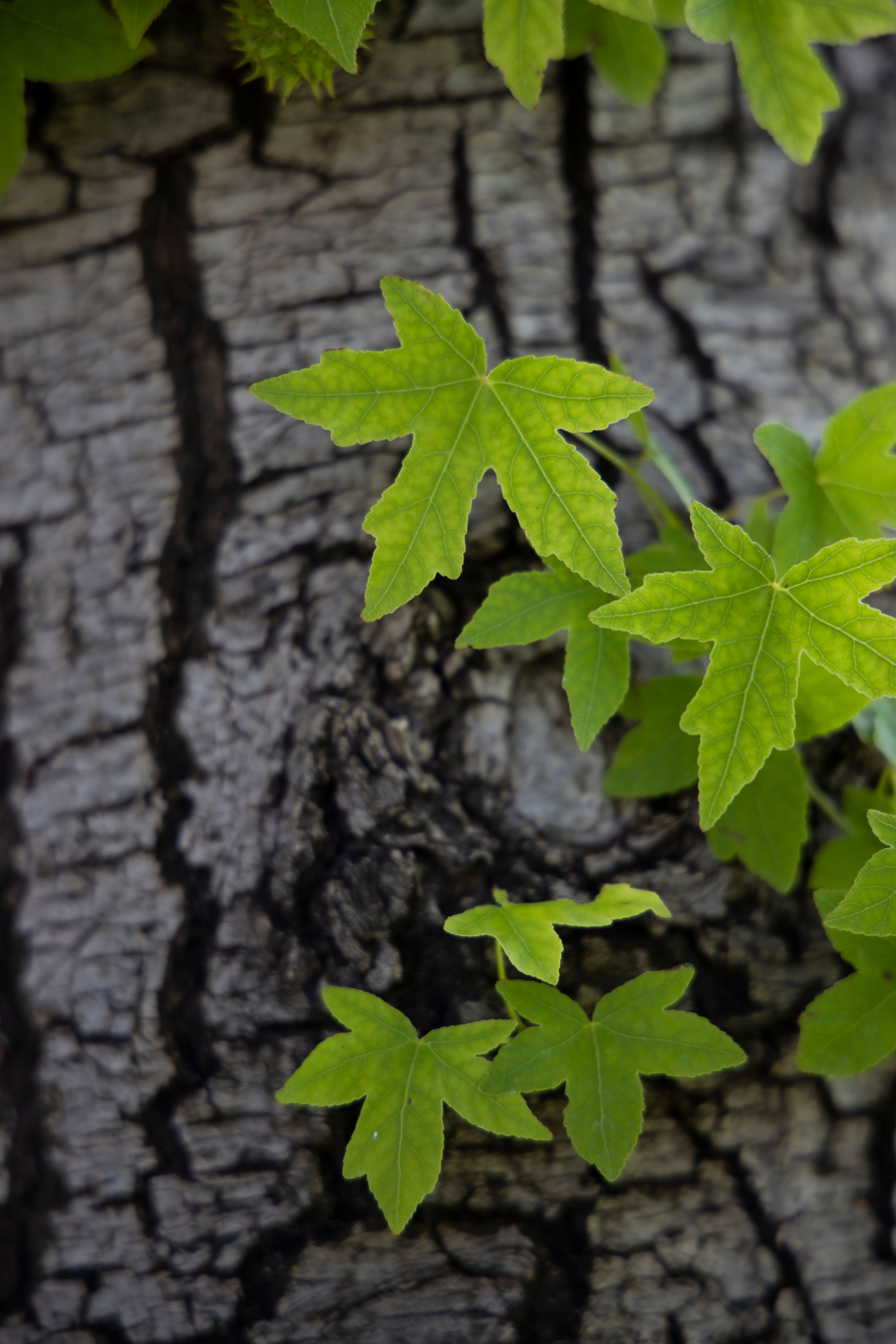 Green Maple Leaves on Brown Tree Trunk · Free Stock Photo