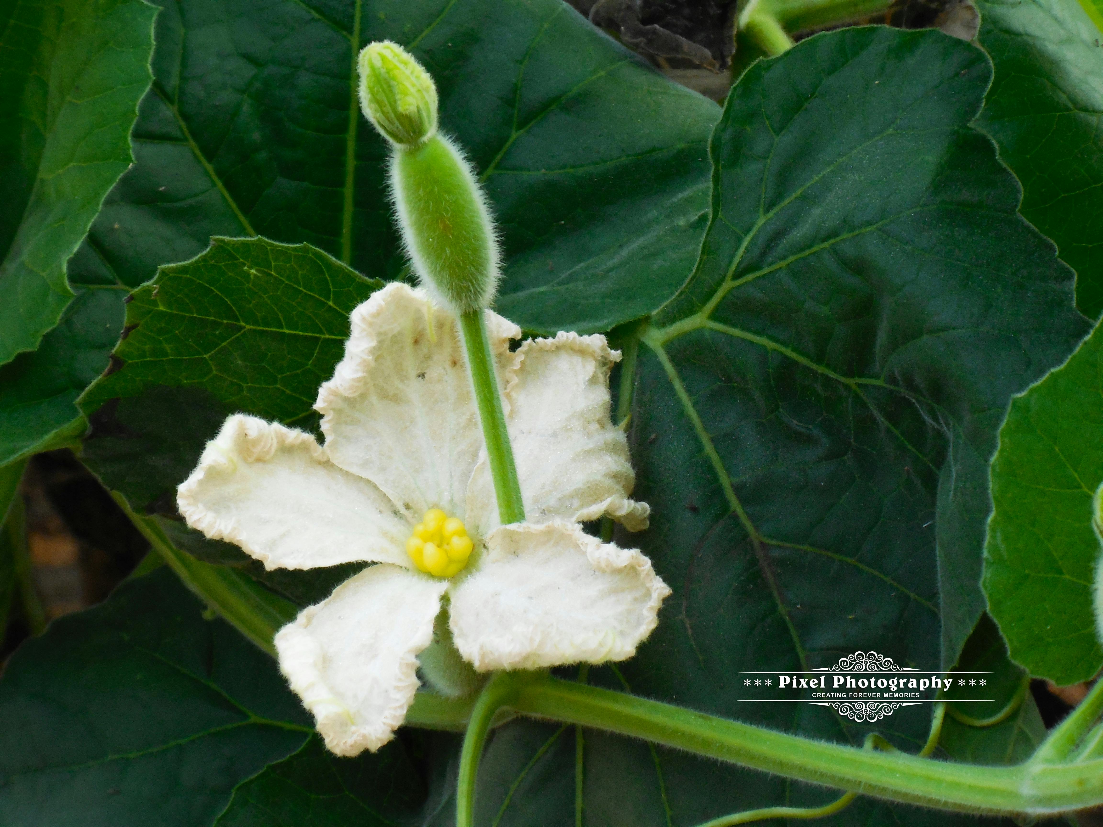 Pias Uddin Belal - Photography