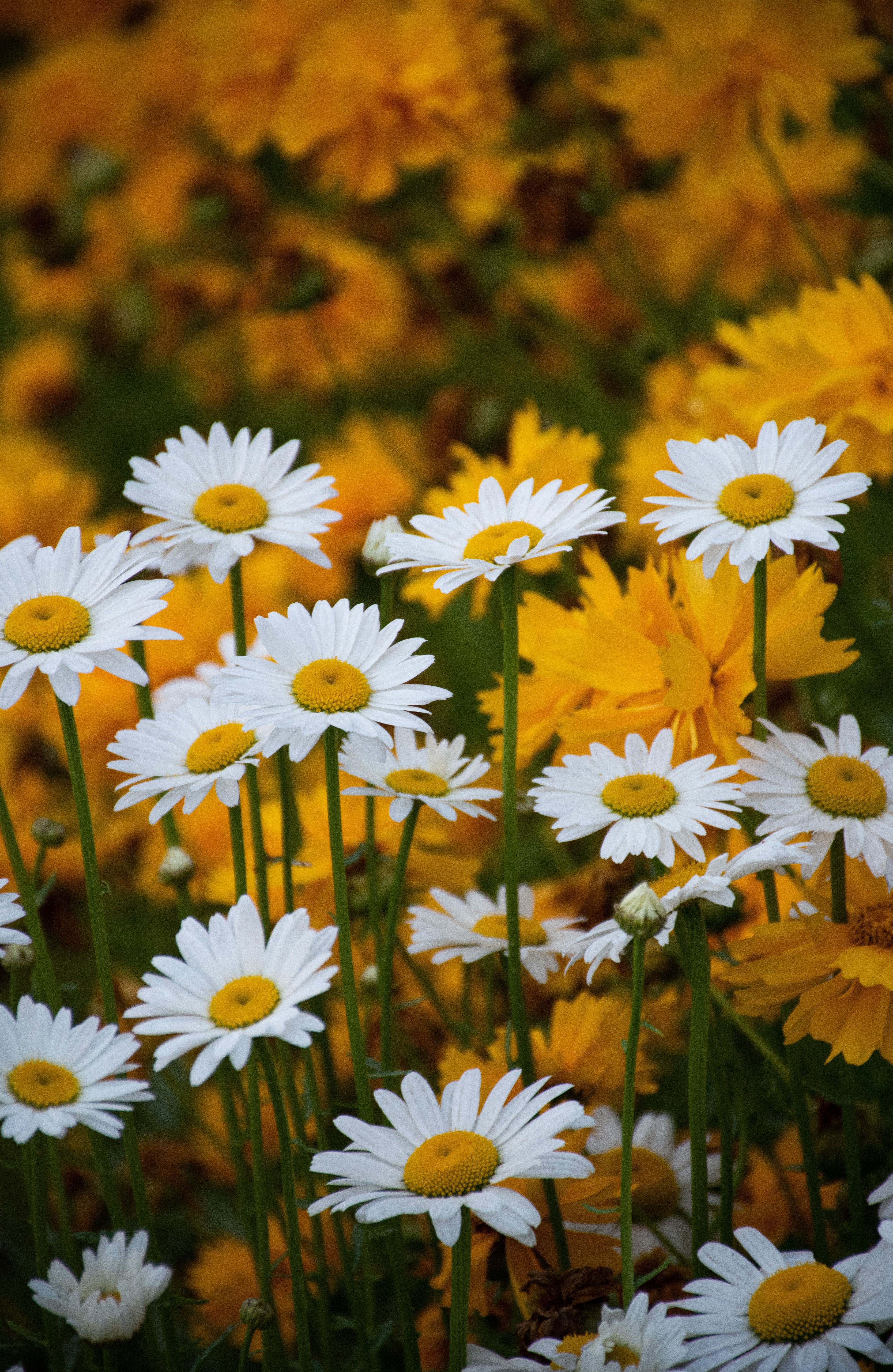 Ox Eyed Daisy · Free Stock Photo