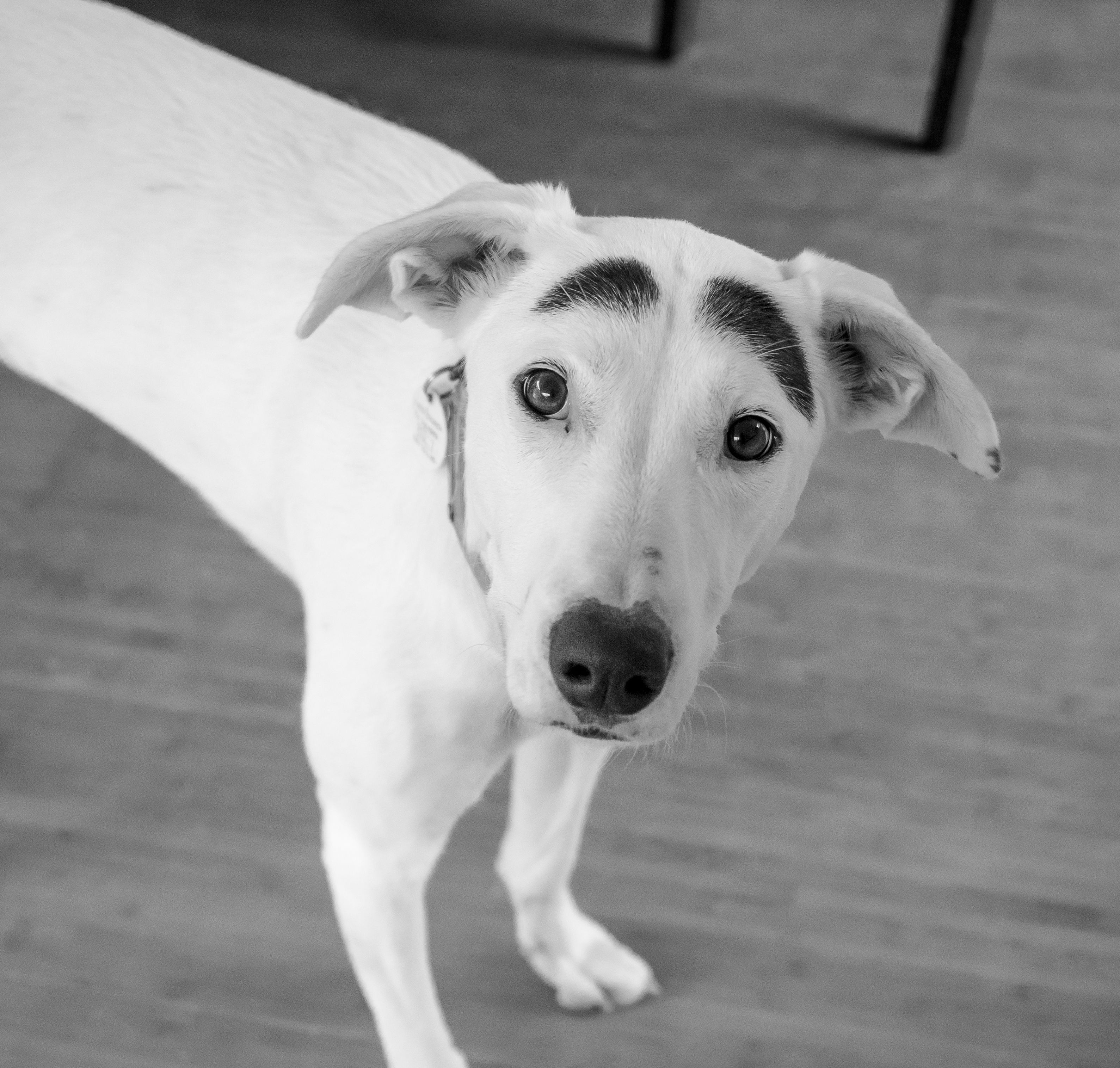 Adorable dog · Free Stock Photo