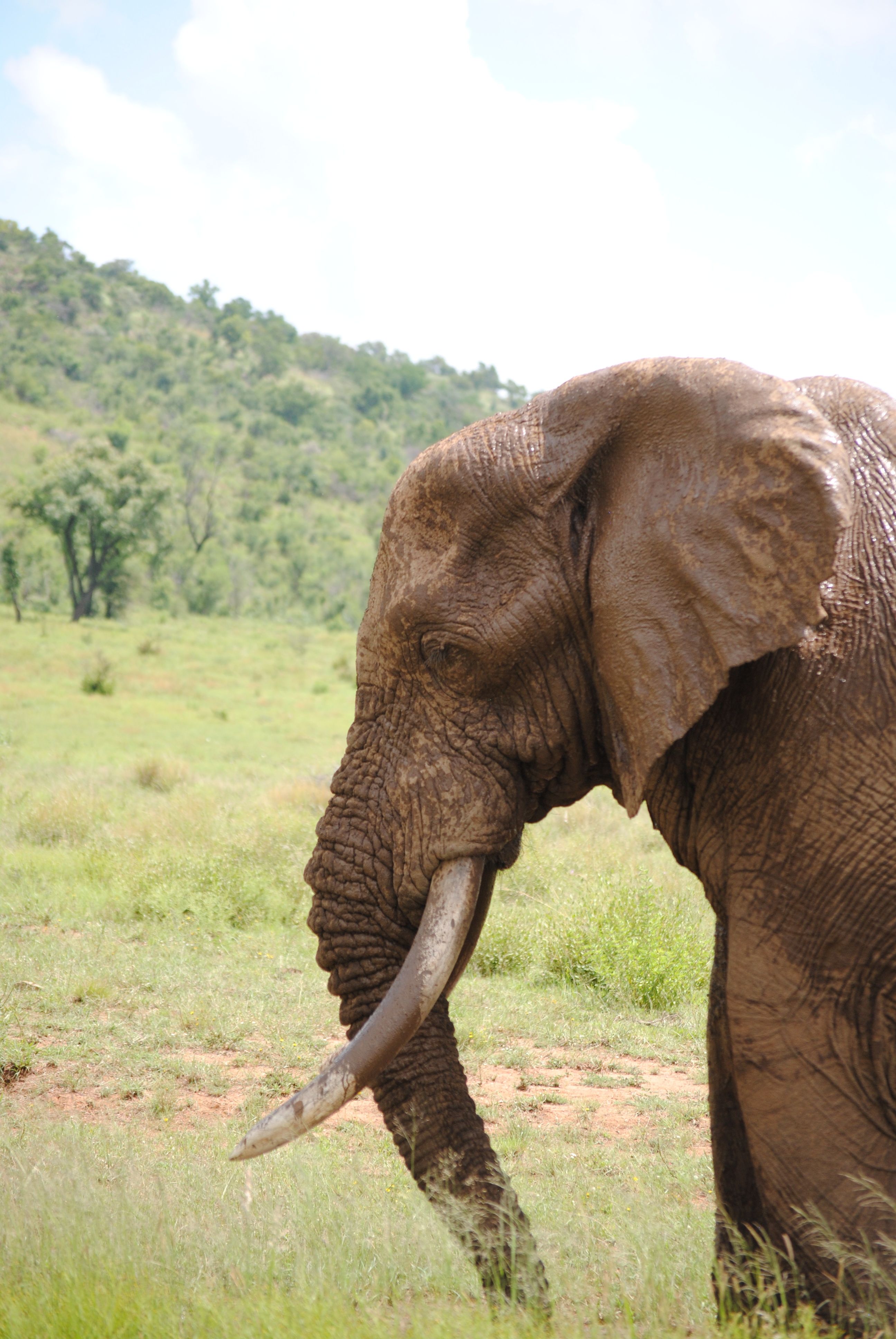 Elephants · Pexels