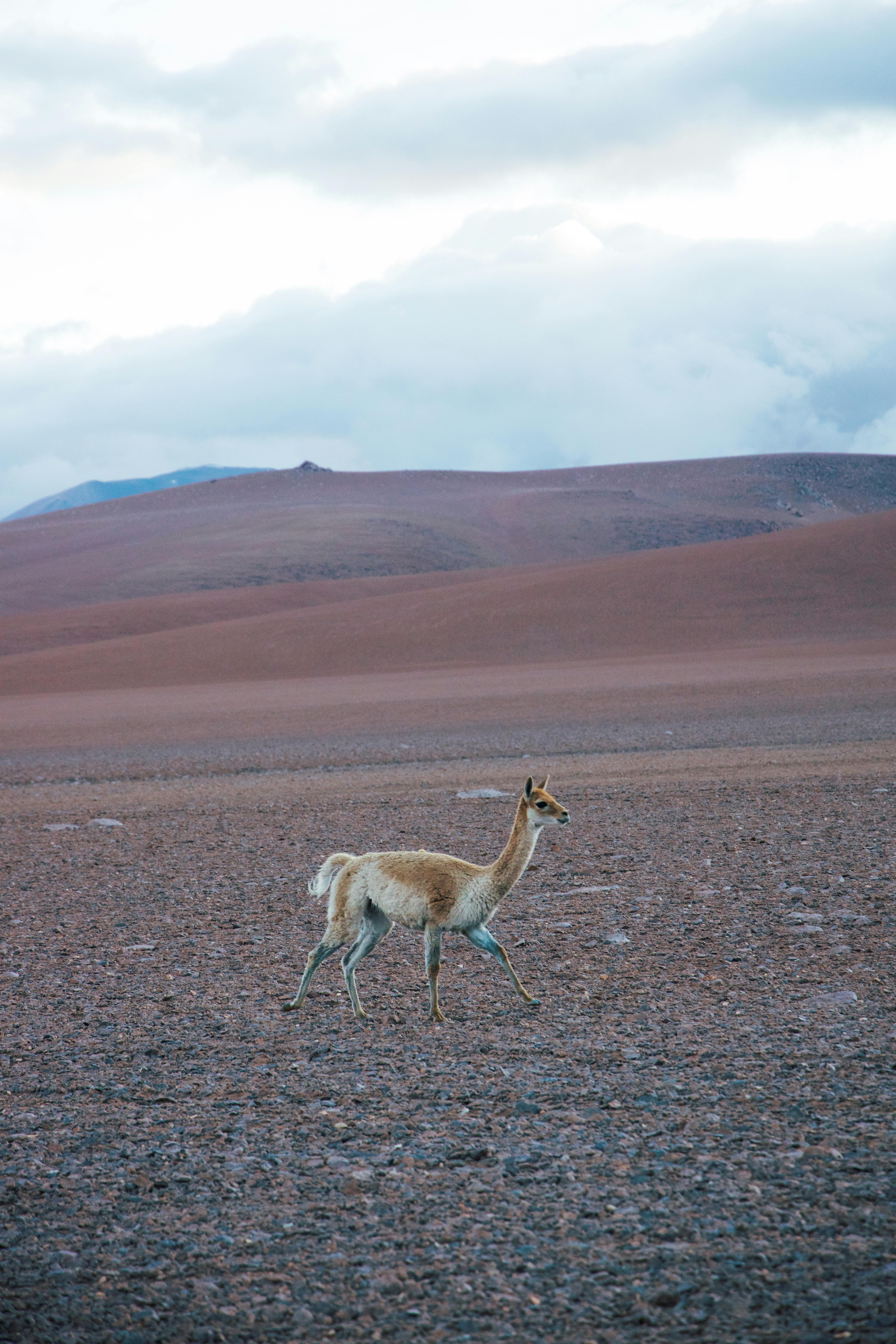 Vicuna+Gettyimages Photos, Download The BEST Free Vicuna+Gettyimages ...