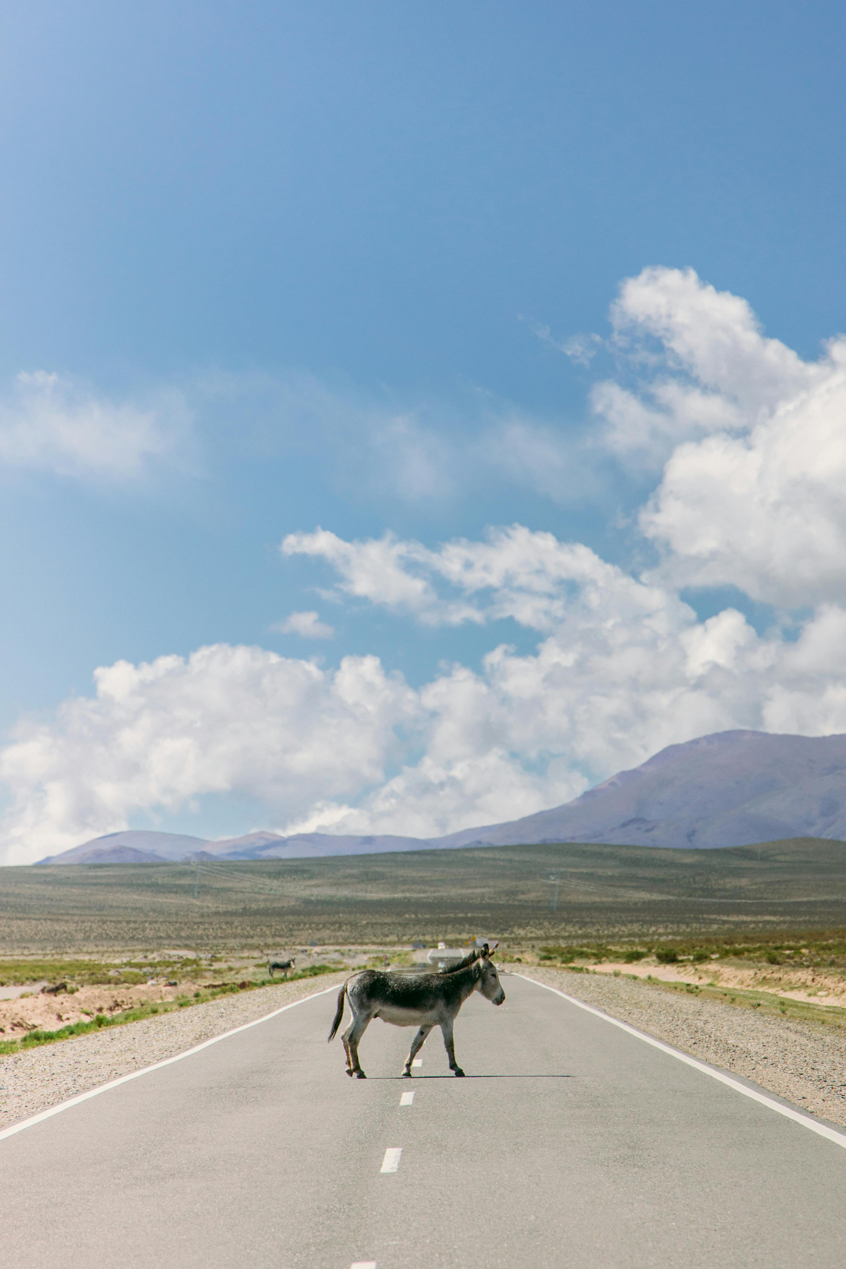 40+ Best Mule Photos · 100% Free Download · Pexels Stock Photos