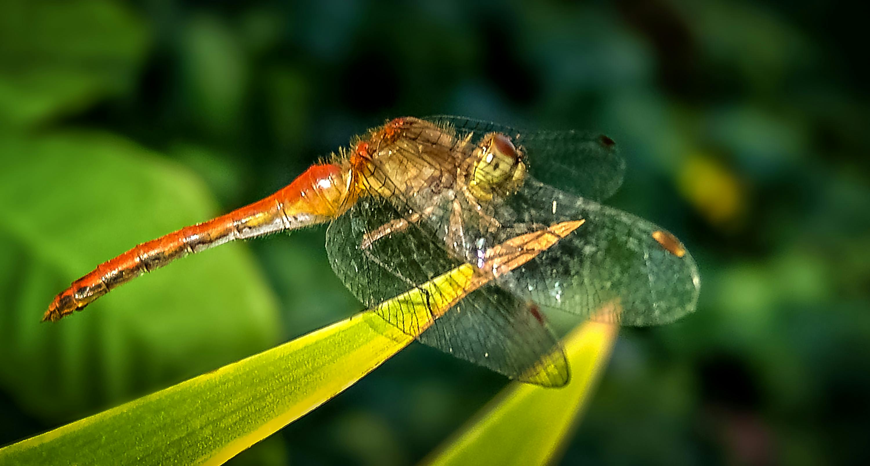 Insect drinking water on bright plant stalk · Free Stock Photo