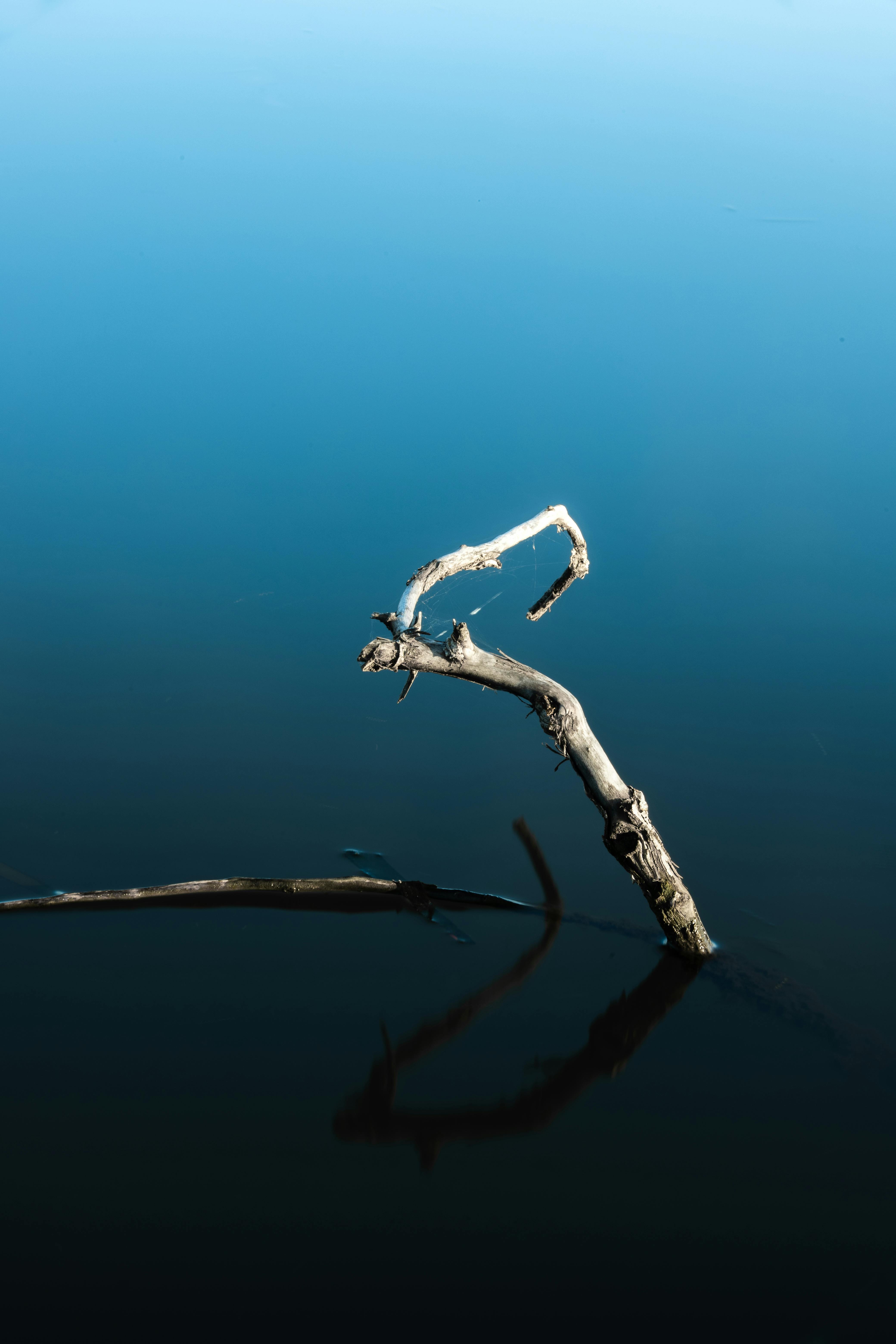 A Branch of Wood in the Water · Free Stock Photo