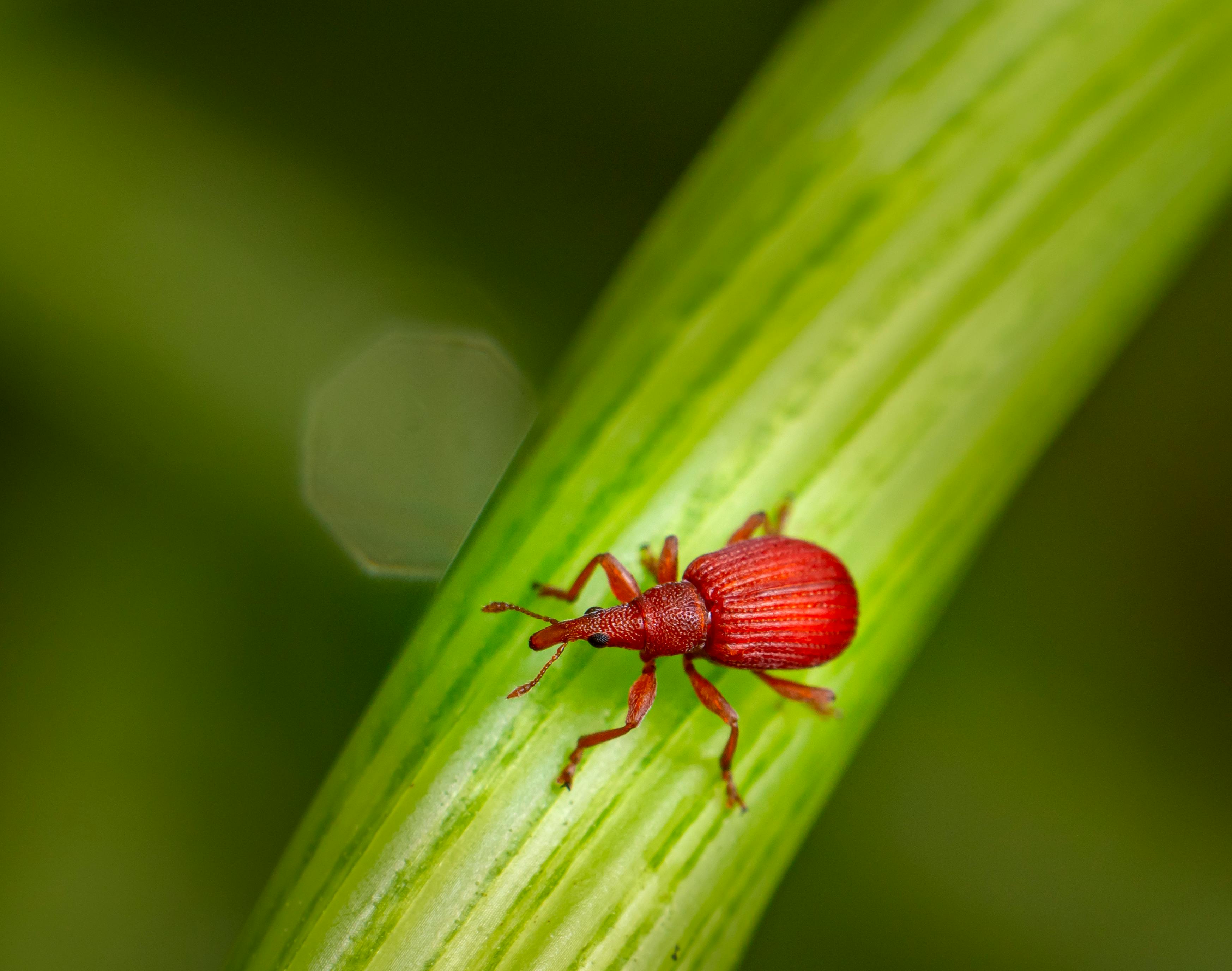 Macro of small red Apion on green grass · Free Stock Photo