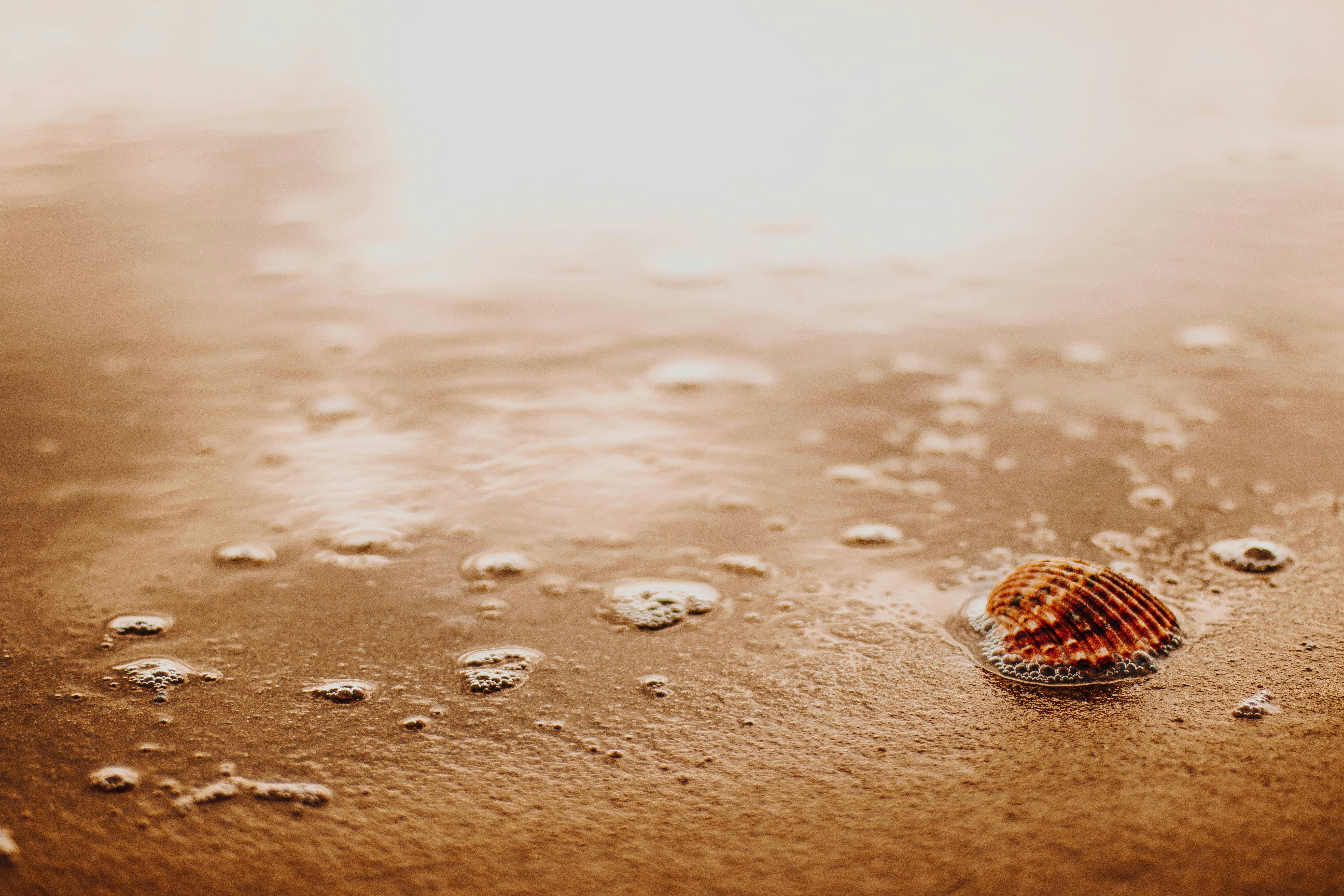 400+ Best Seashell Photos · 100% Free Download · Pexels Stock Photos