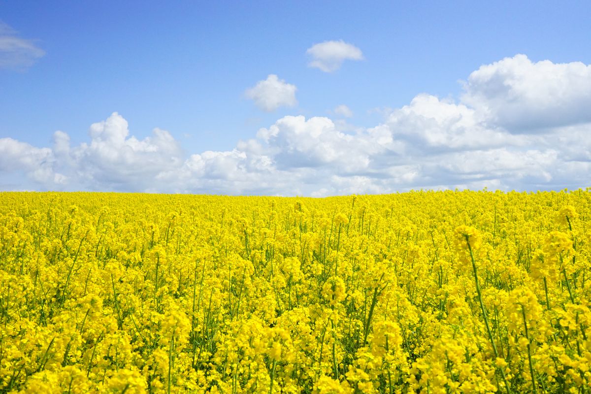 Flower Field Photos, Download The BEST Free Flower Field Stock Photos ...