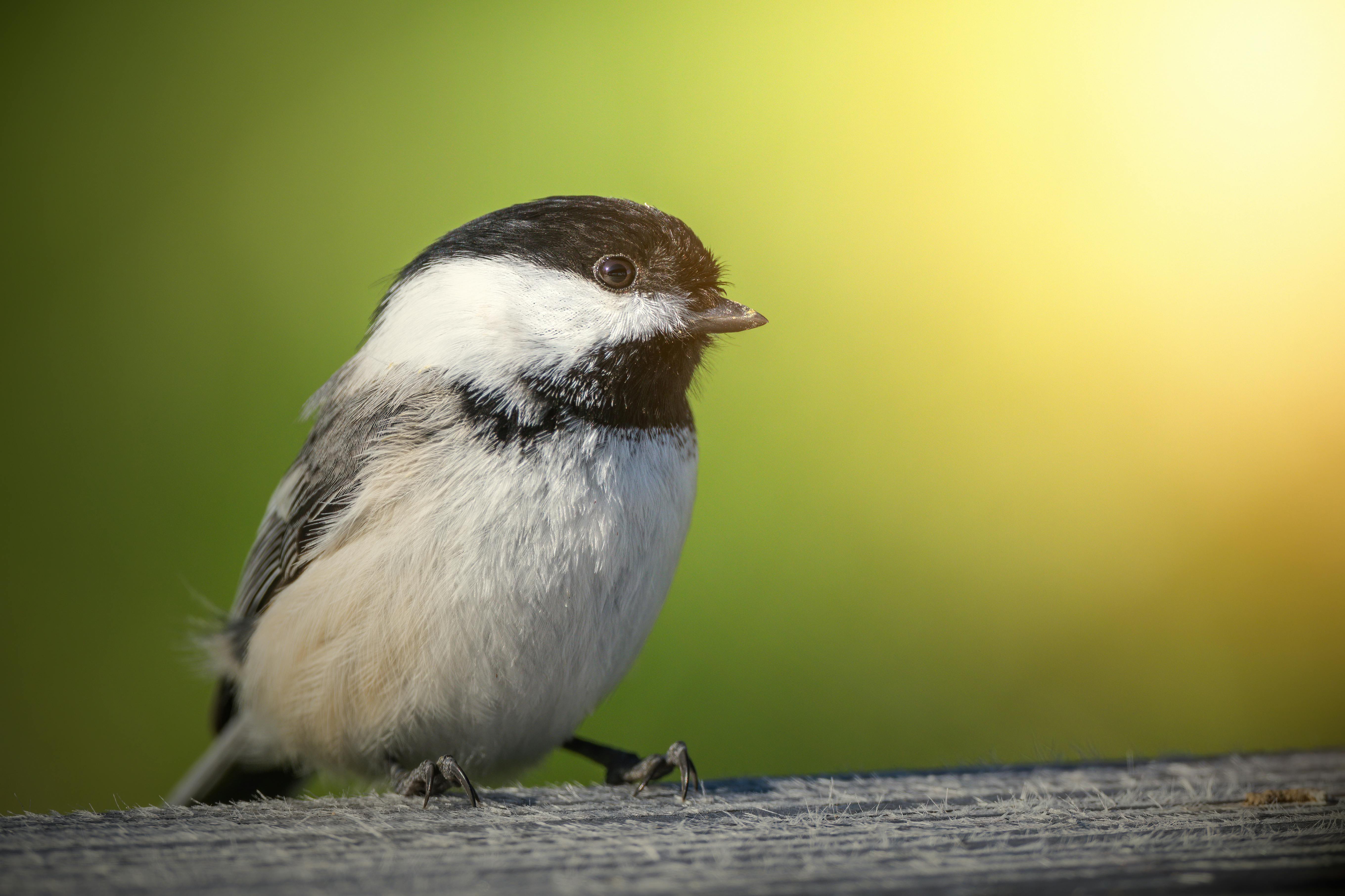 40+ Best Chickadee Photos · 100% Free Download · Pexels Stock Photos