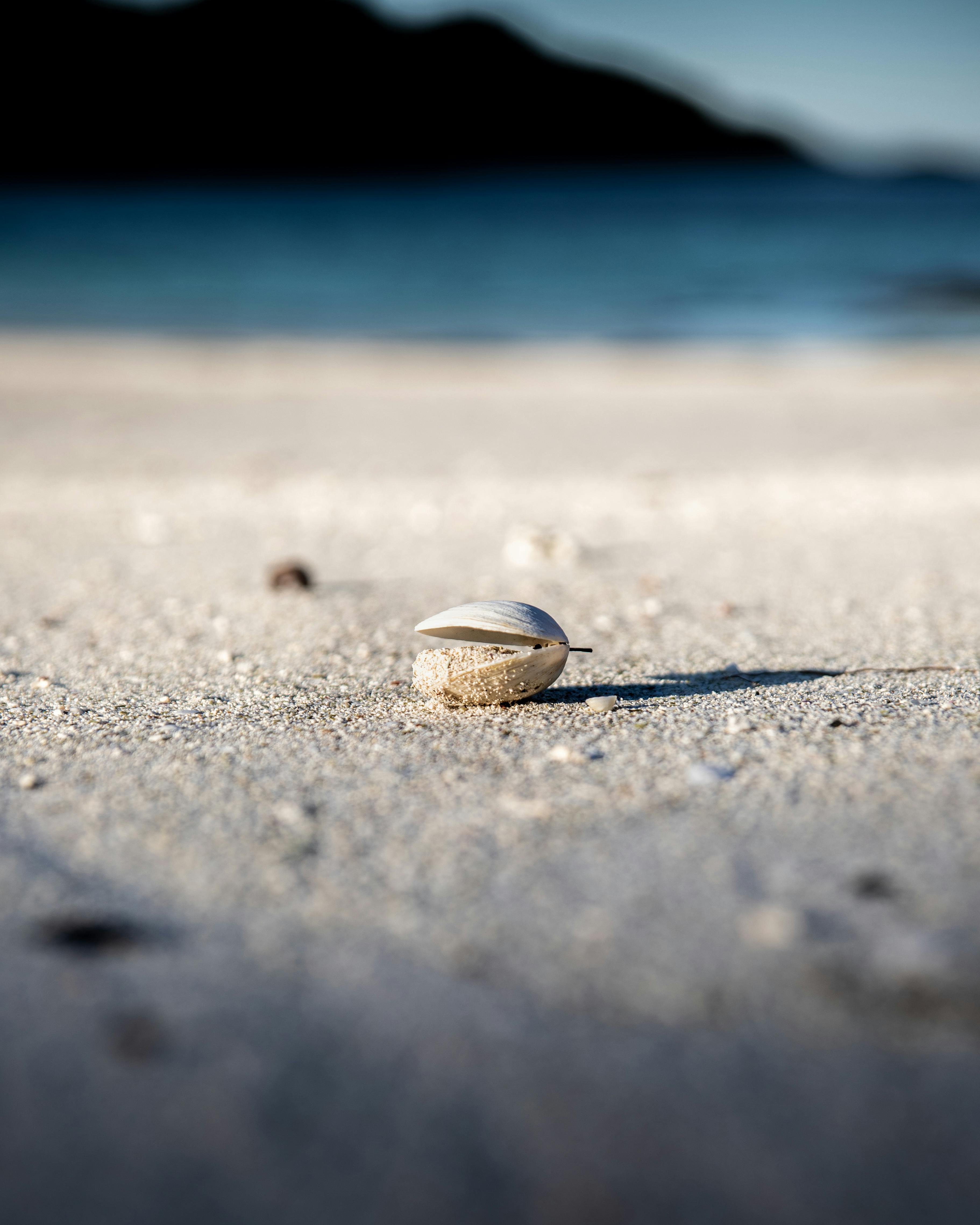 Selective Focus Photo of Seashells on the Sand · Free Stock Photo