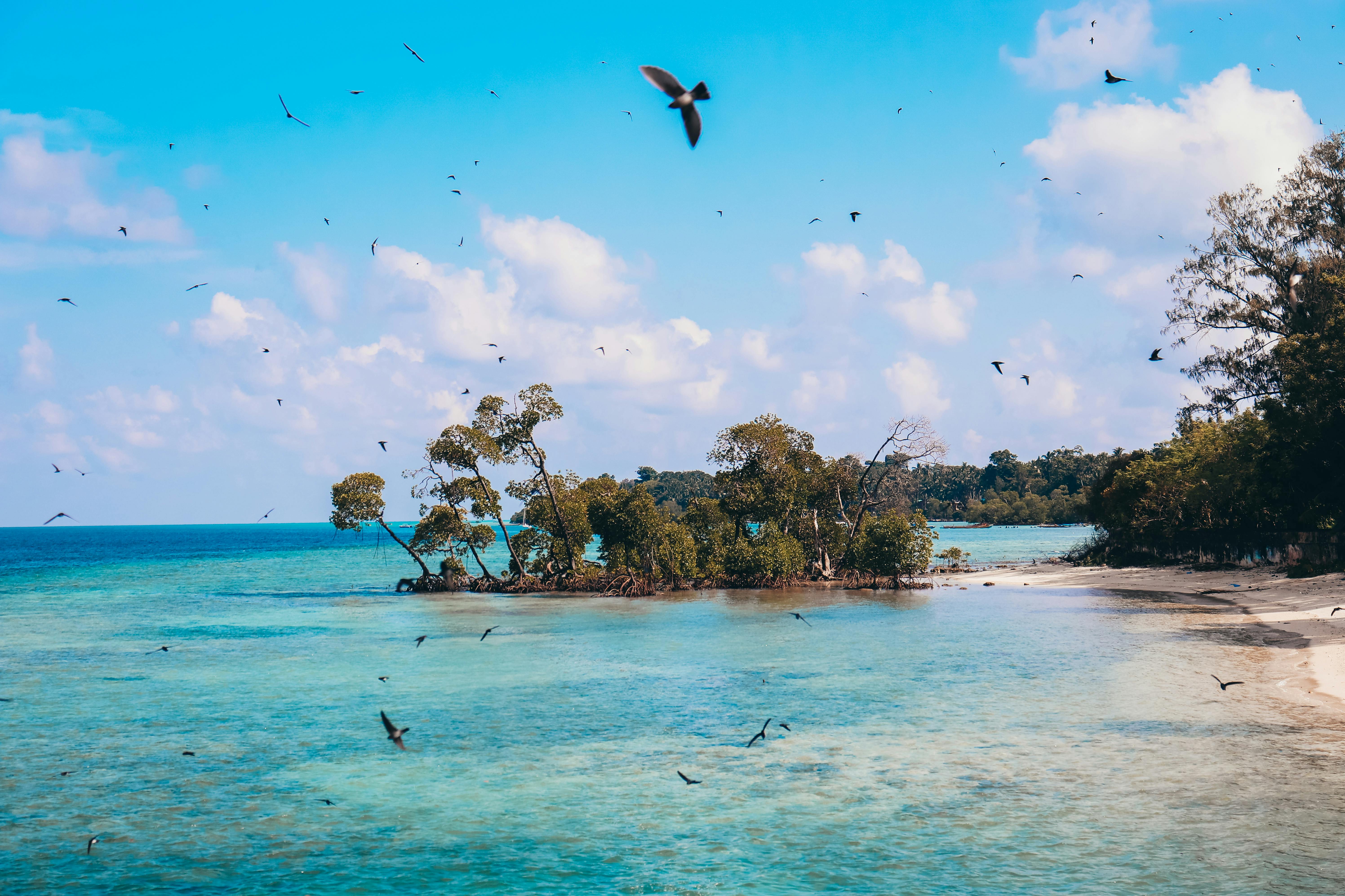 Birds flying over clear sea water · Free Stock Photo