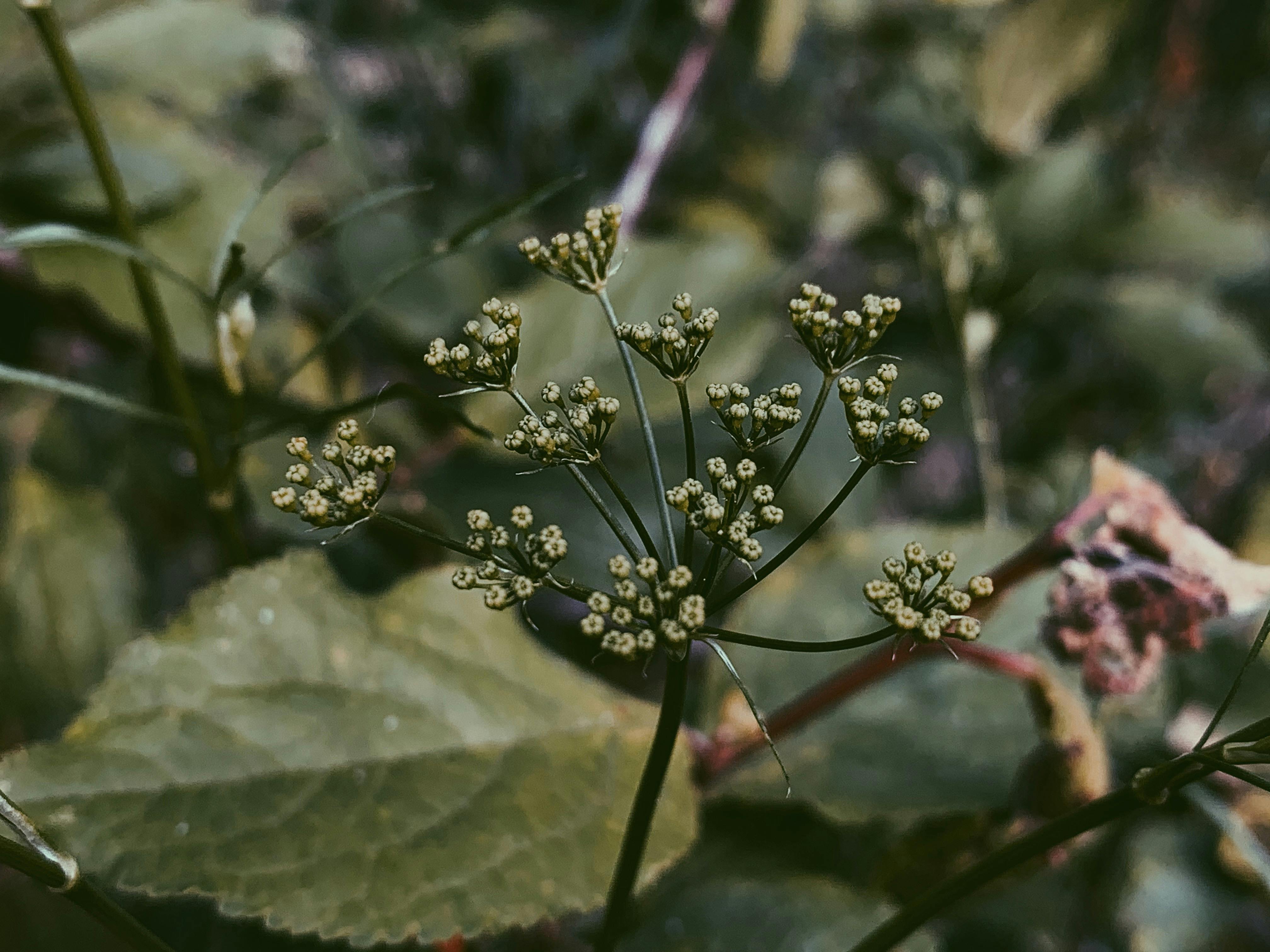 Lawn With Weeds Photos, Download The BEST Free Lawn With Weeds Stock ...