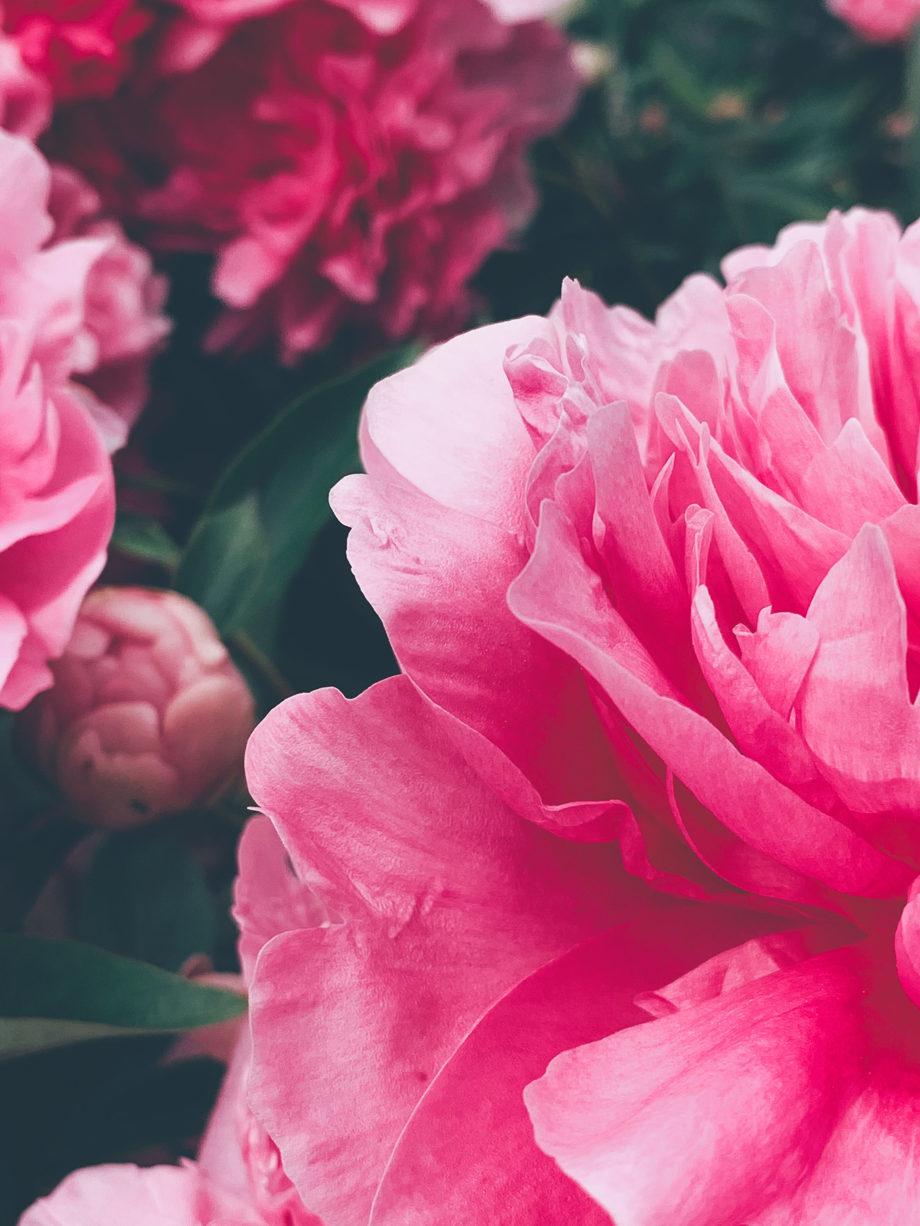 Fresh vivid peony flower of pink color · Free Stock Photo