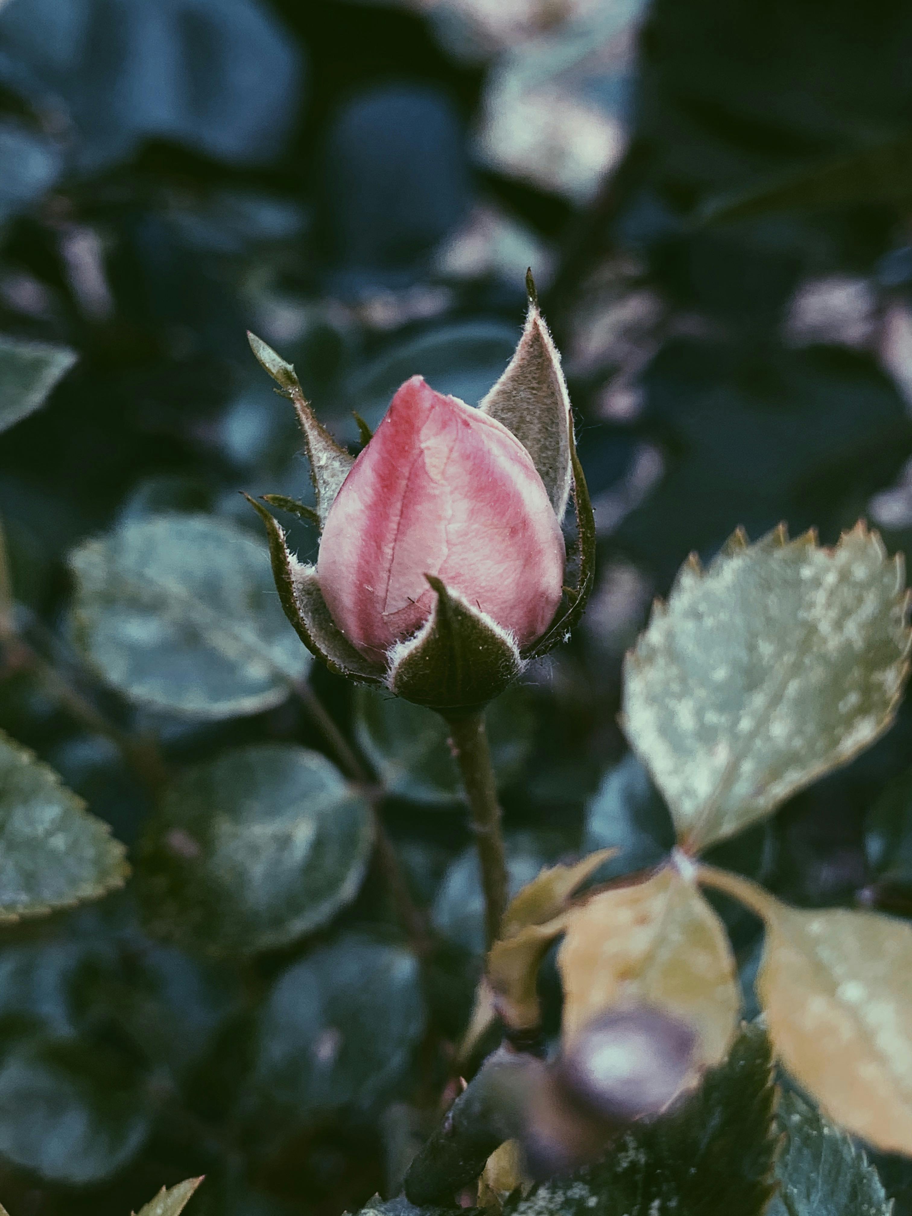 Soft Lawn Photos, Download The BEST Free Soft Lawn Stock Photos & HD Images