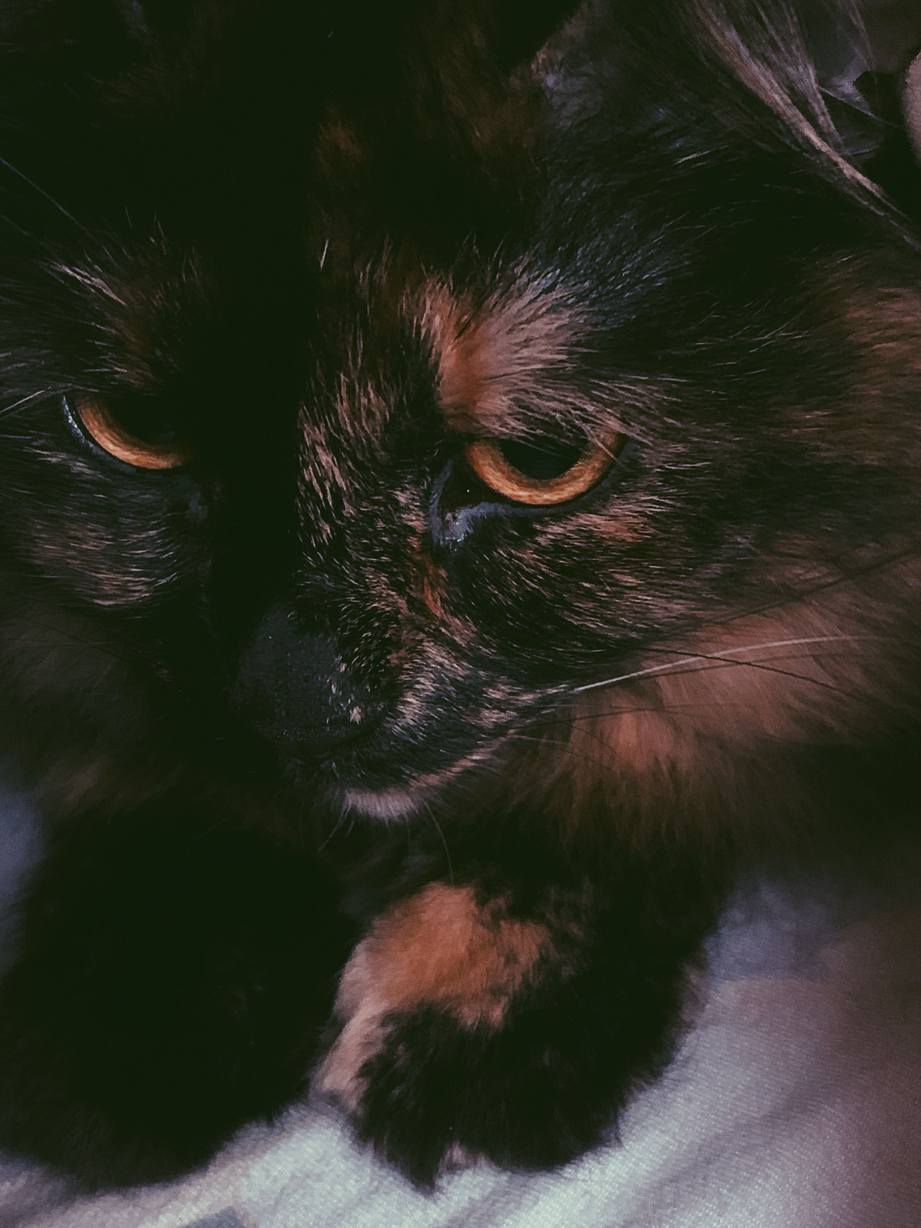 Kind Thank Cat Nguyen Photos, Download Free Kind Thank Cat Nguyen Stock ...
