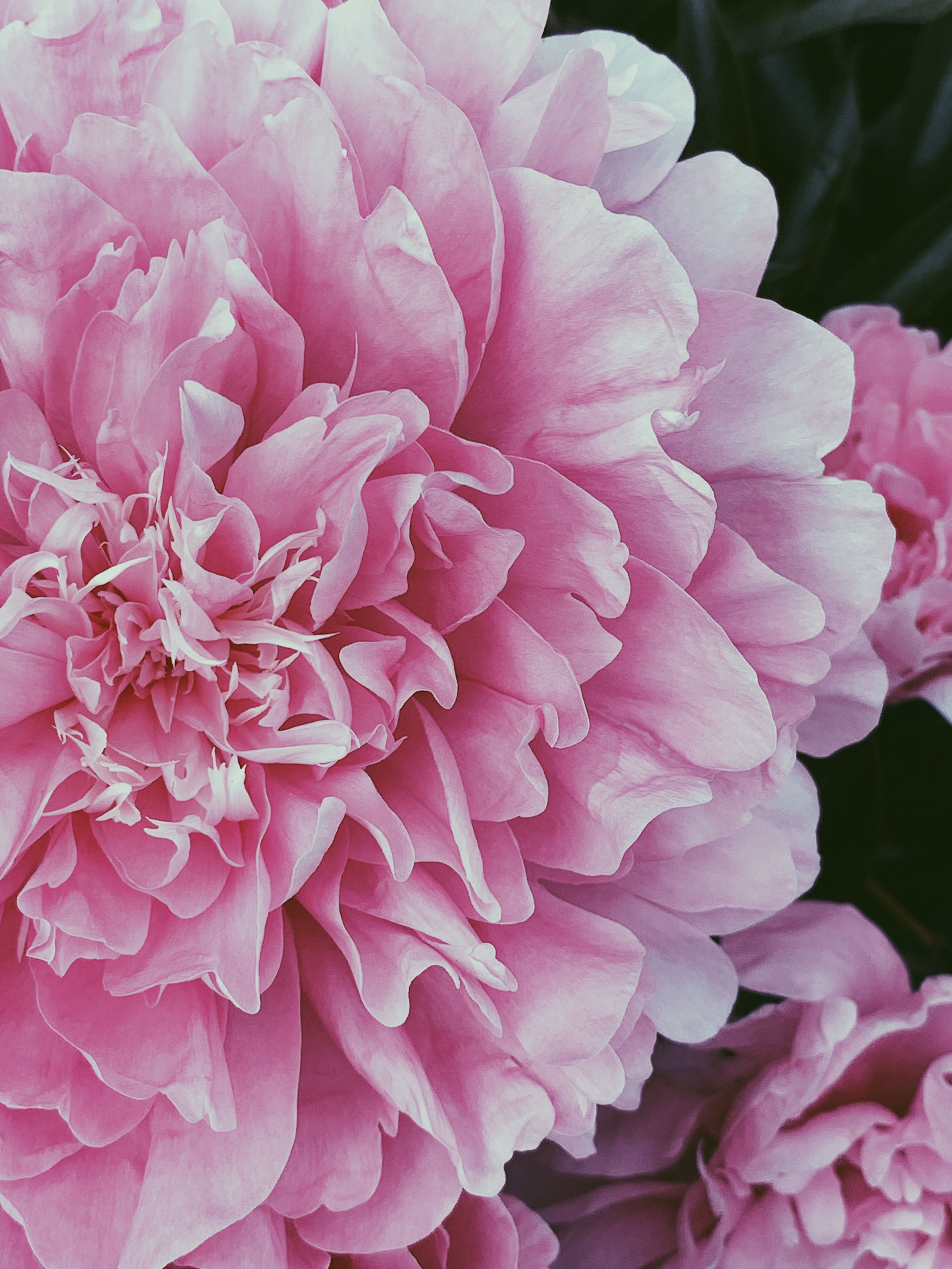 Blooming pink peony flower in garden · Free Stock Photo