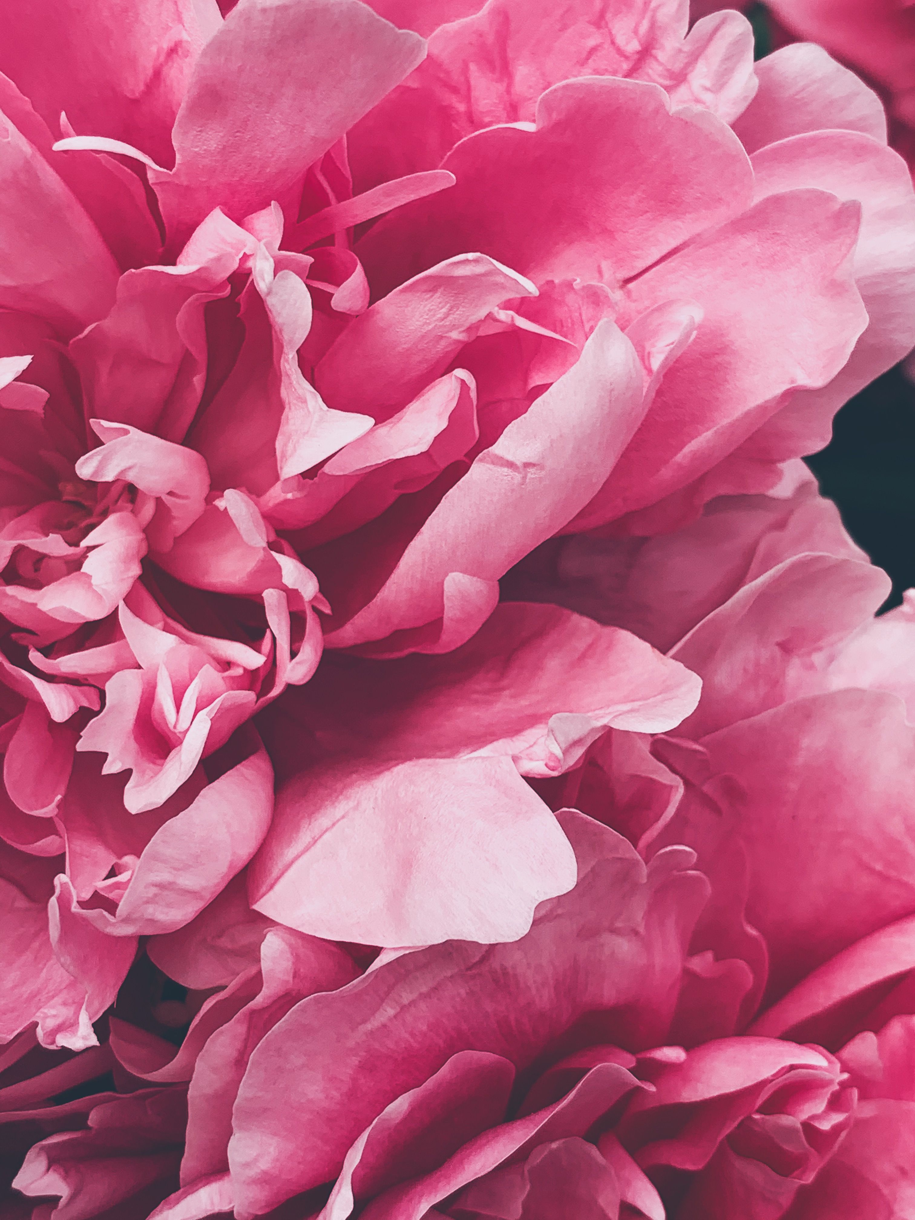Blooming pink peony flower in garden · Free Stock Photo