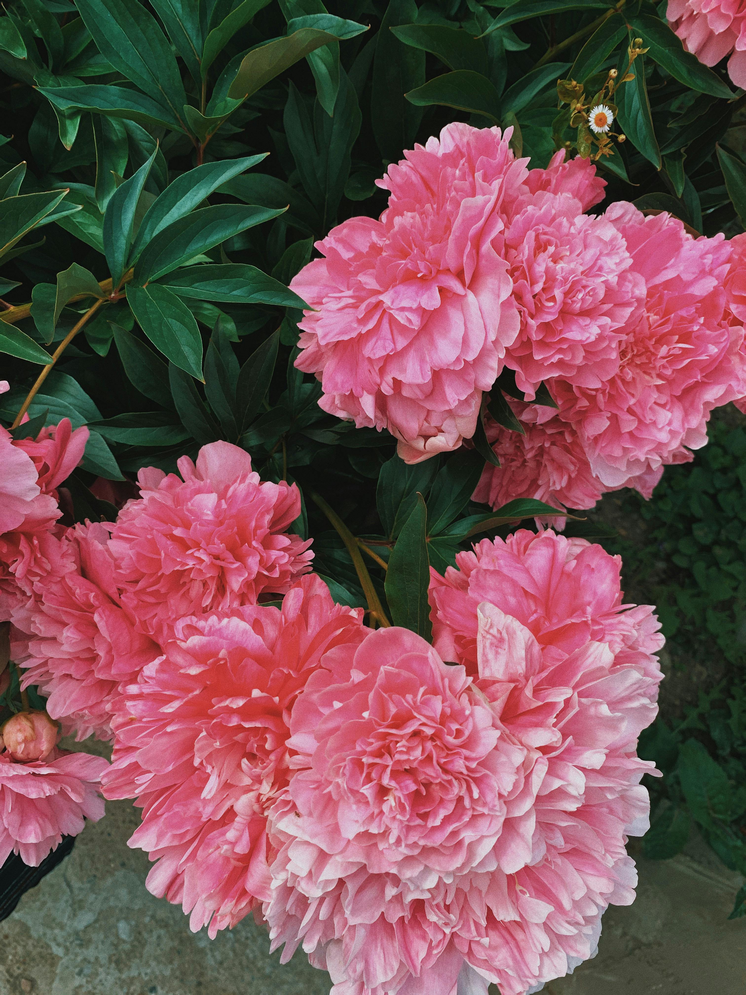 Decorative pink peonies blooming in summer garden · Free Stock Photo
