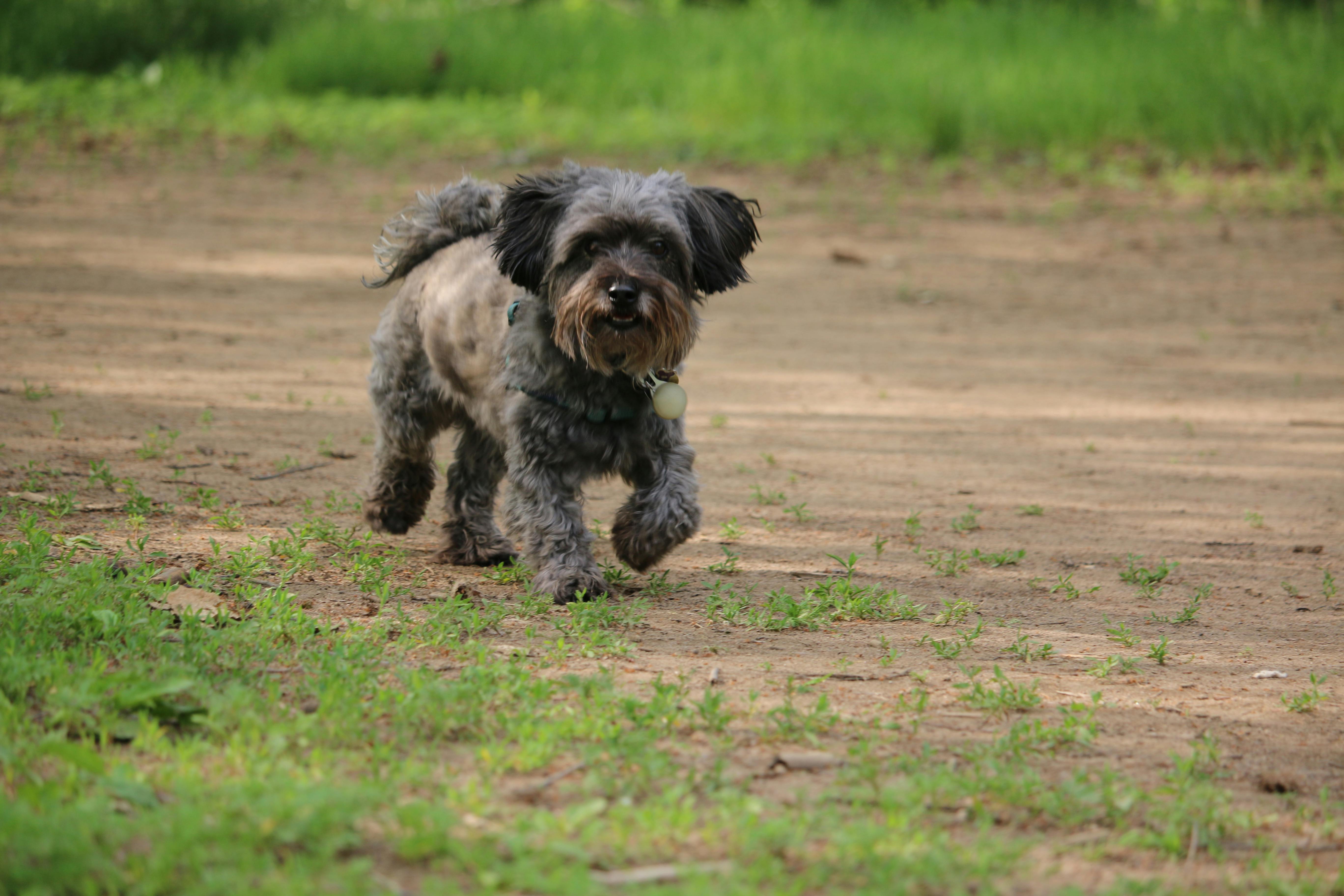 Cute little dog walking on grassy meadow · Free Stock Photo