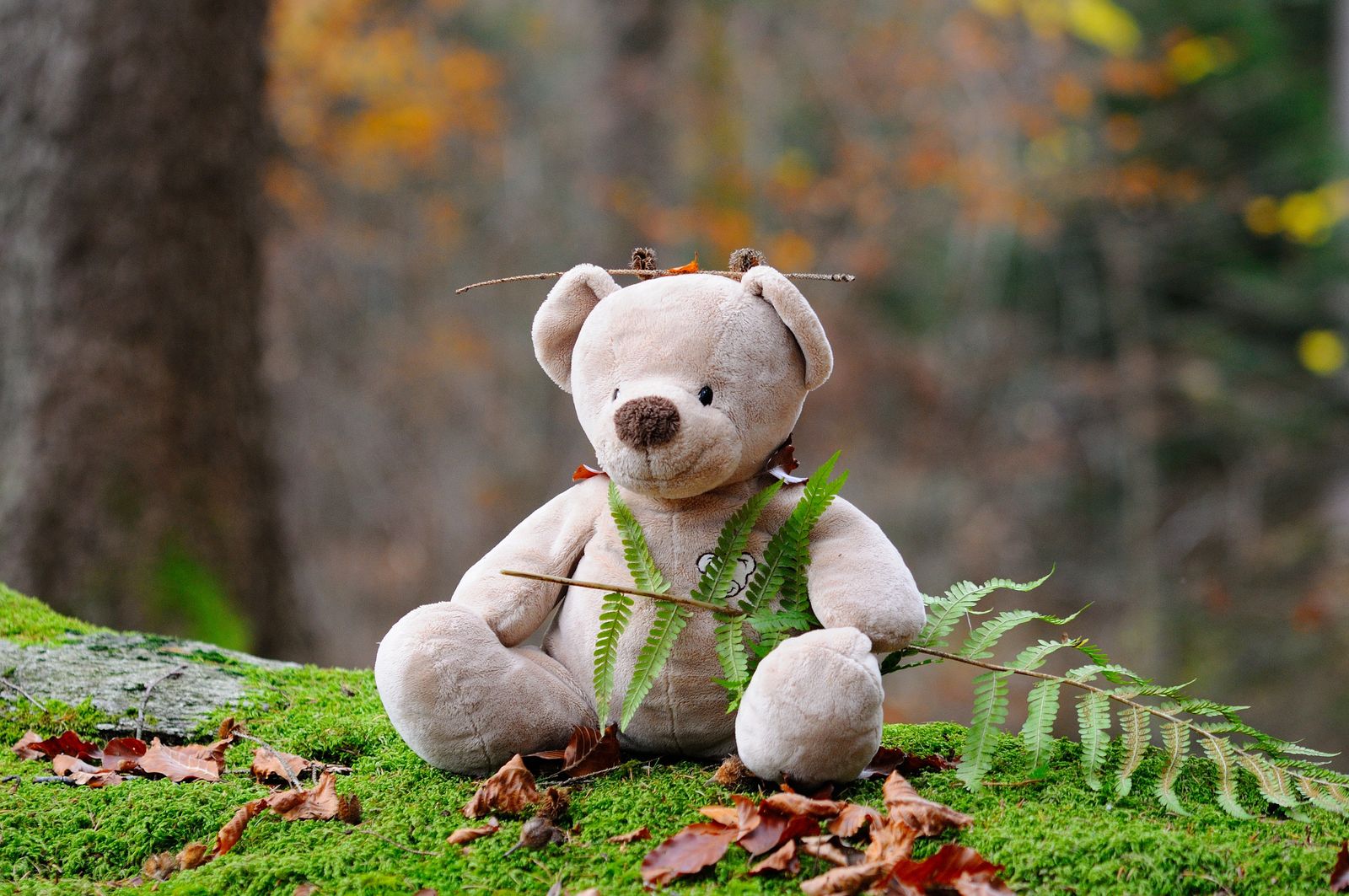 Teddy Photos, Download The BEST Free Teddy Stock Photos & HD Images