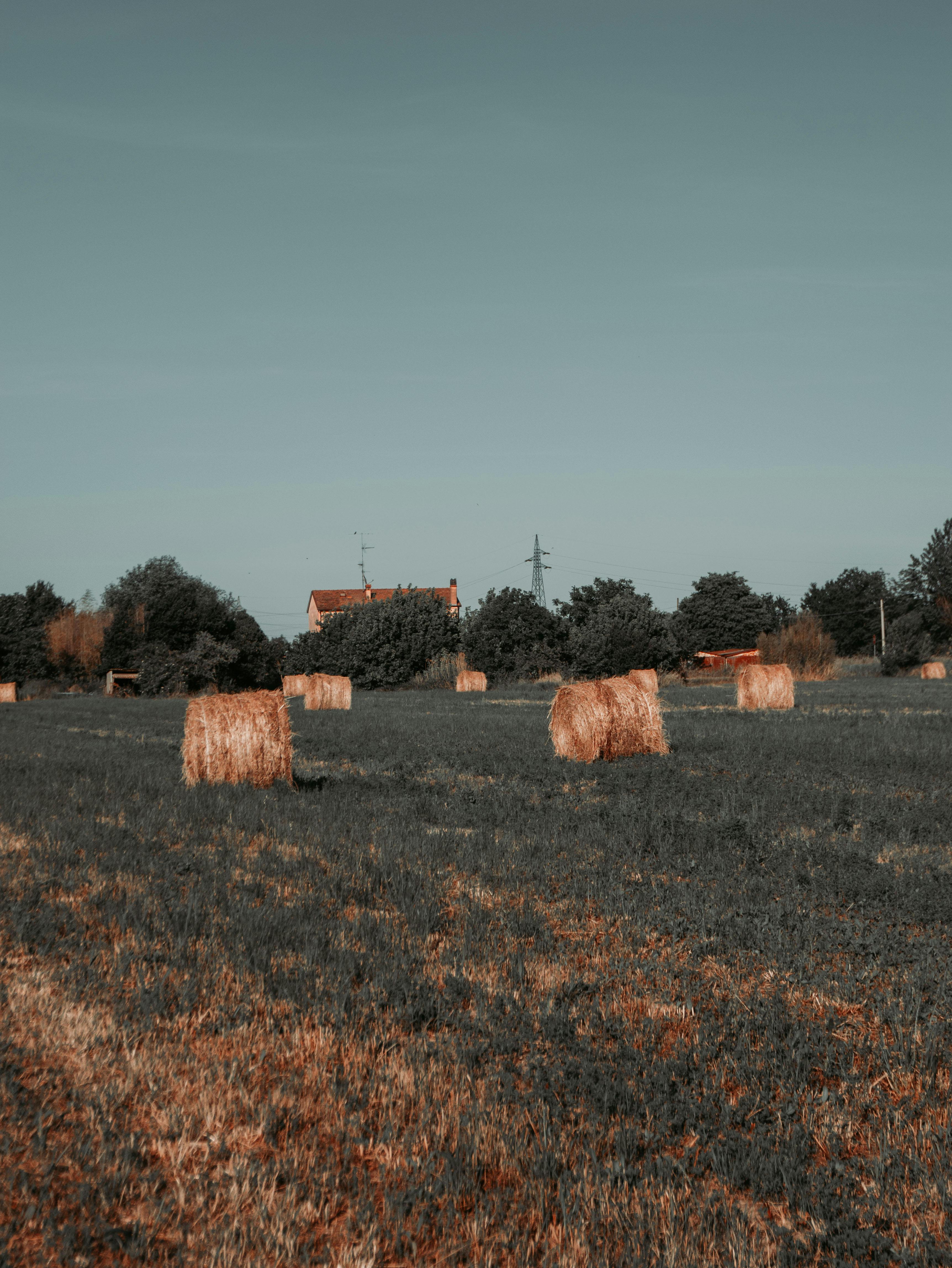 Tree Bale Photos, Download The BEST Free Tree Bale Stock Photos & HD Images