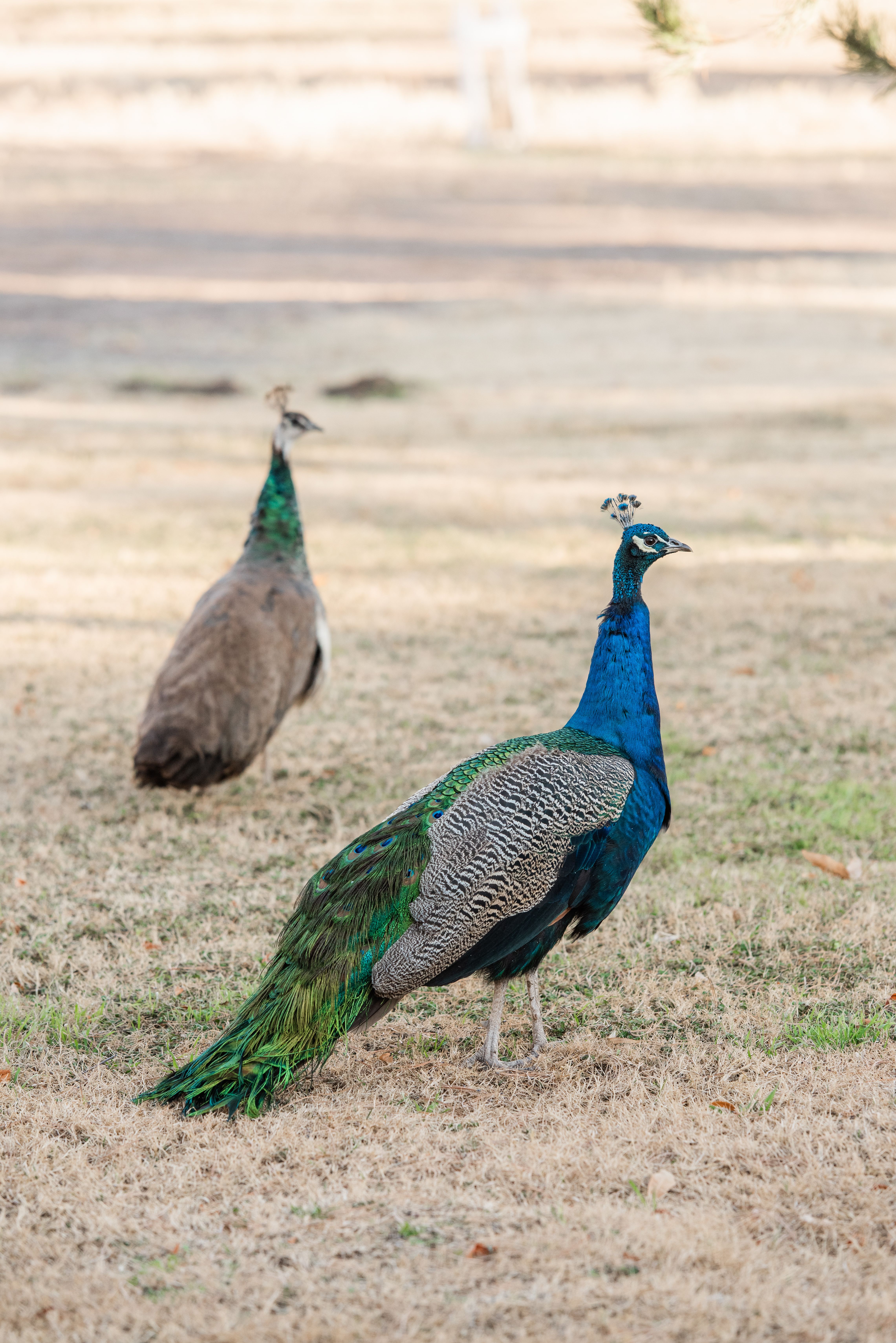 Peacocks on a Field · Free Stock Photo