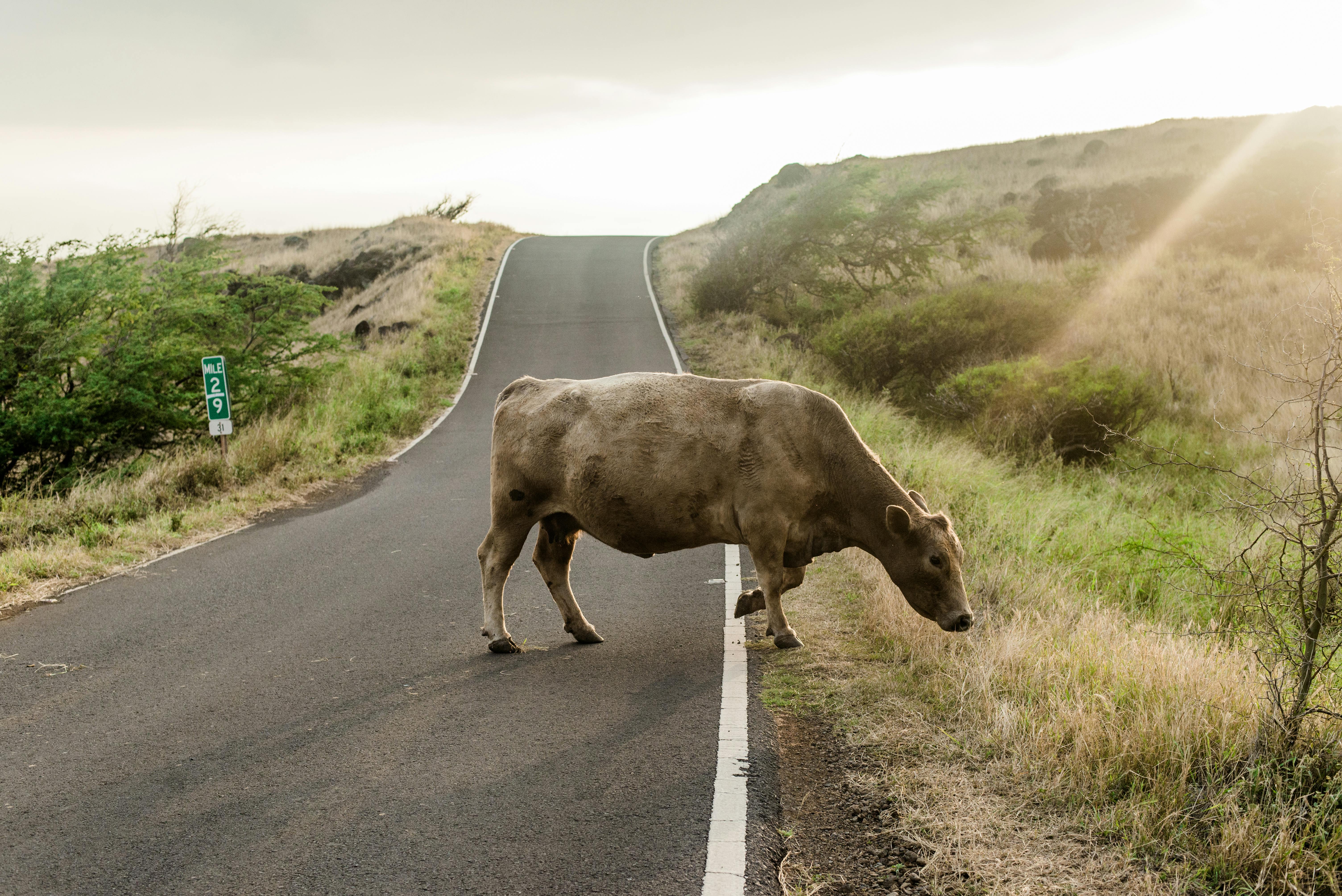 Cow on Road · Free Stock Photo