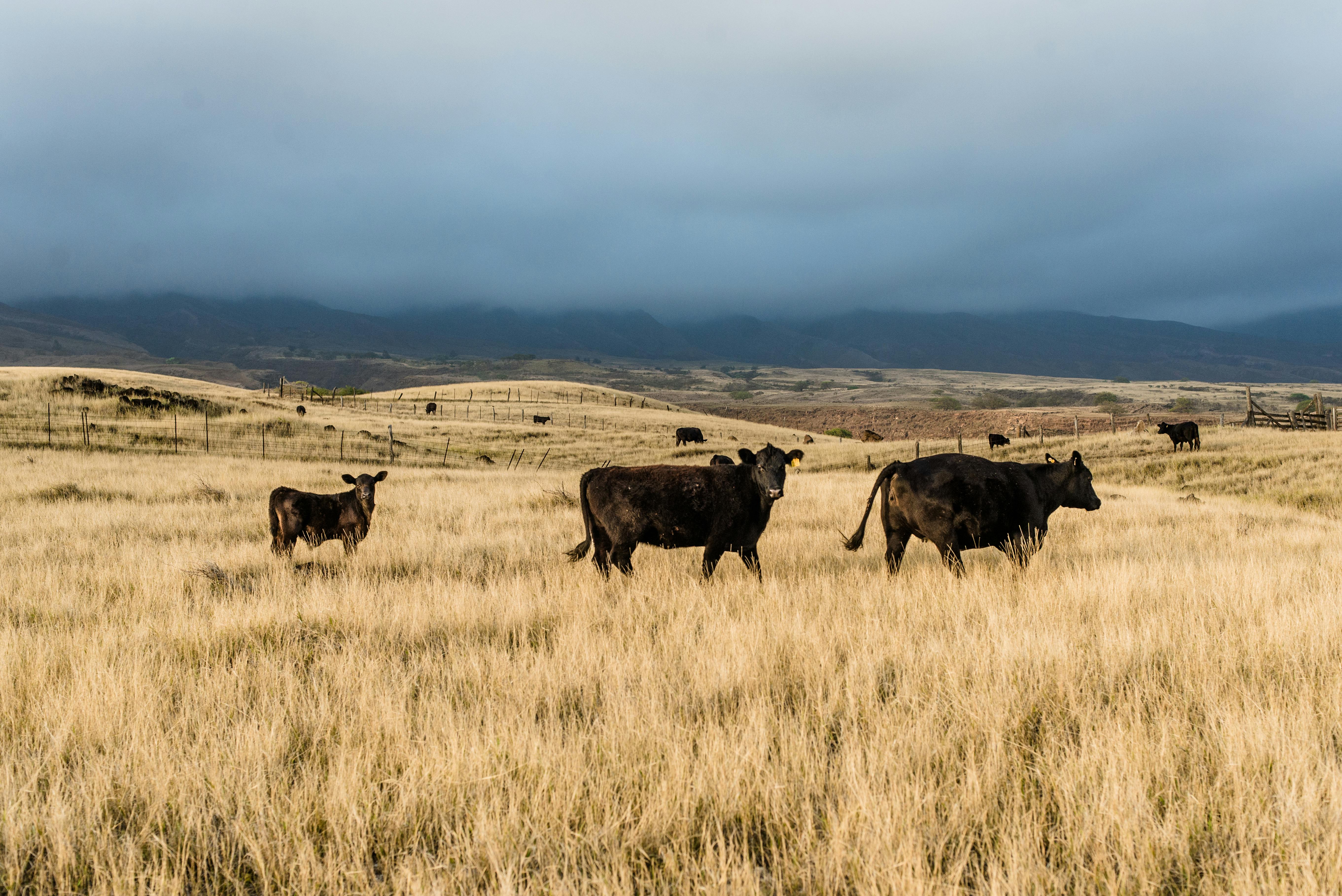 Cattle on a Field · Free Stock Photo